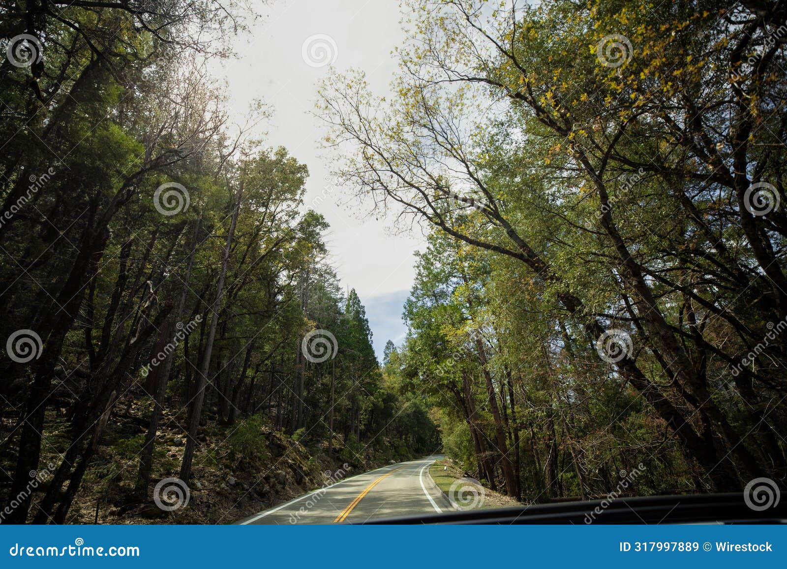 Driving on a Tree-lined Road in Daylight Stock Image - Image of ...