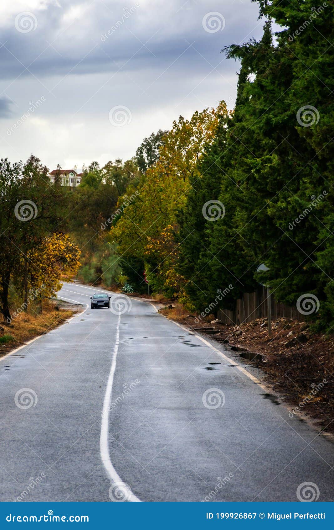 Car Driving on a Tree-lined Secondary Road Stock Image - Image of ...
