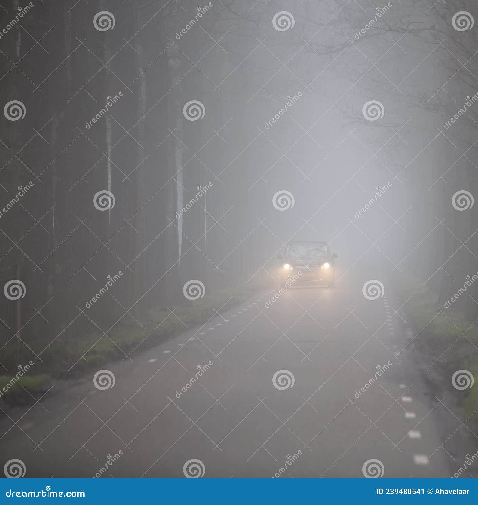 Car on Dutch Country Road between Rows of Trees in Mist Stock Image ...