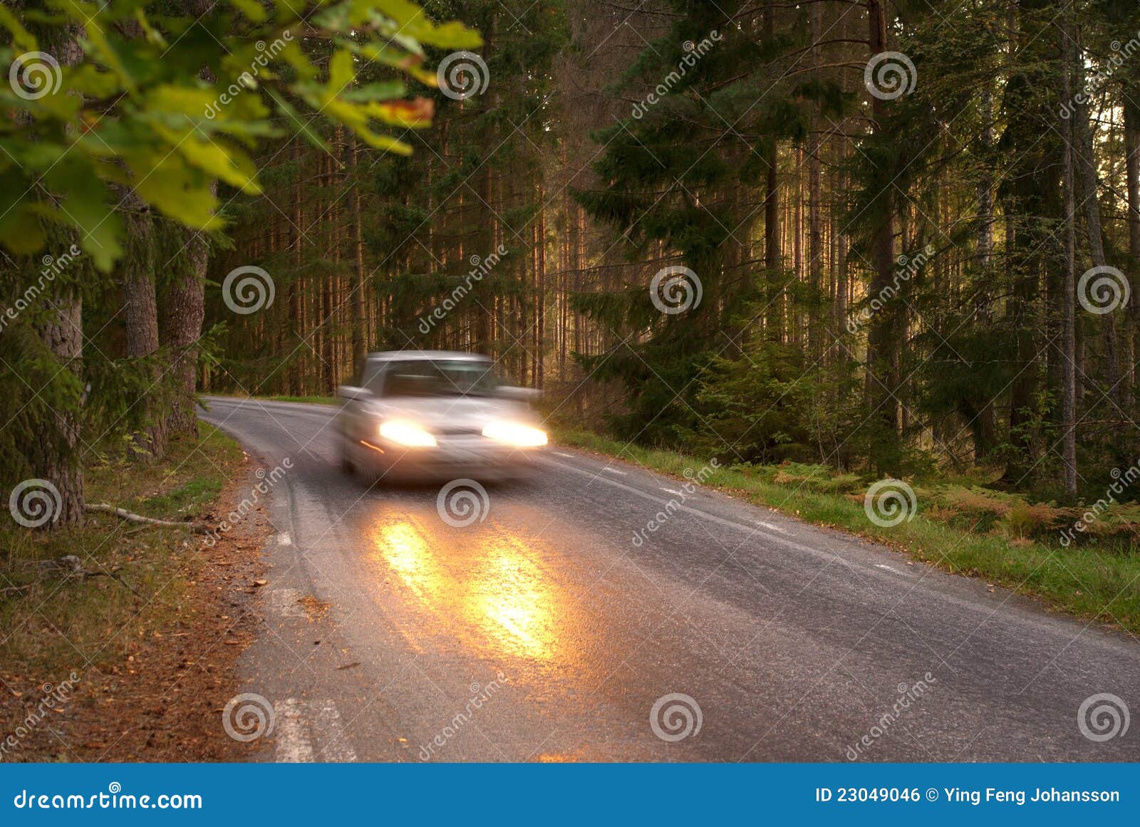 Car in forest stock photo. Image of conifer, autumn, rural - 23049046