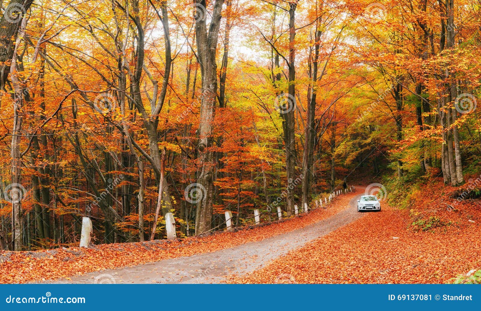 Car on a forest path stock image. Image of contour, october - 69137081