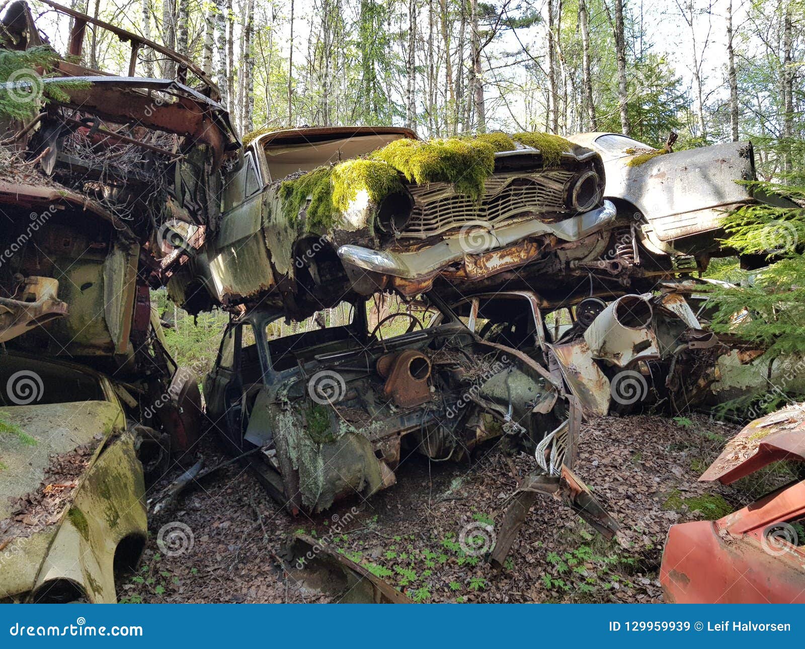 Car graveyard stock image. Image of rust, nature, graveyard - 129959939