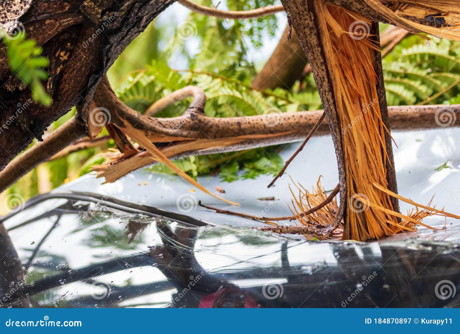Car Hit by Tree Fell on it. Due To Rain and Storms Causing Trees To ...