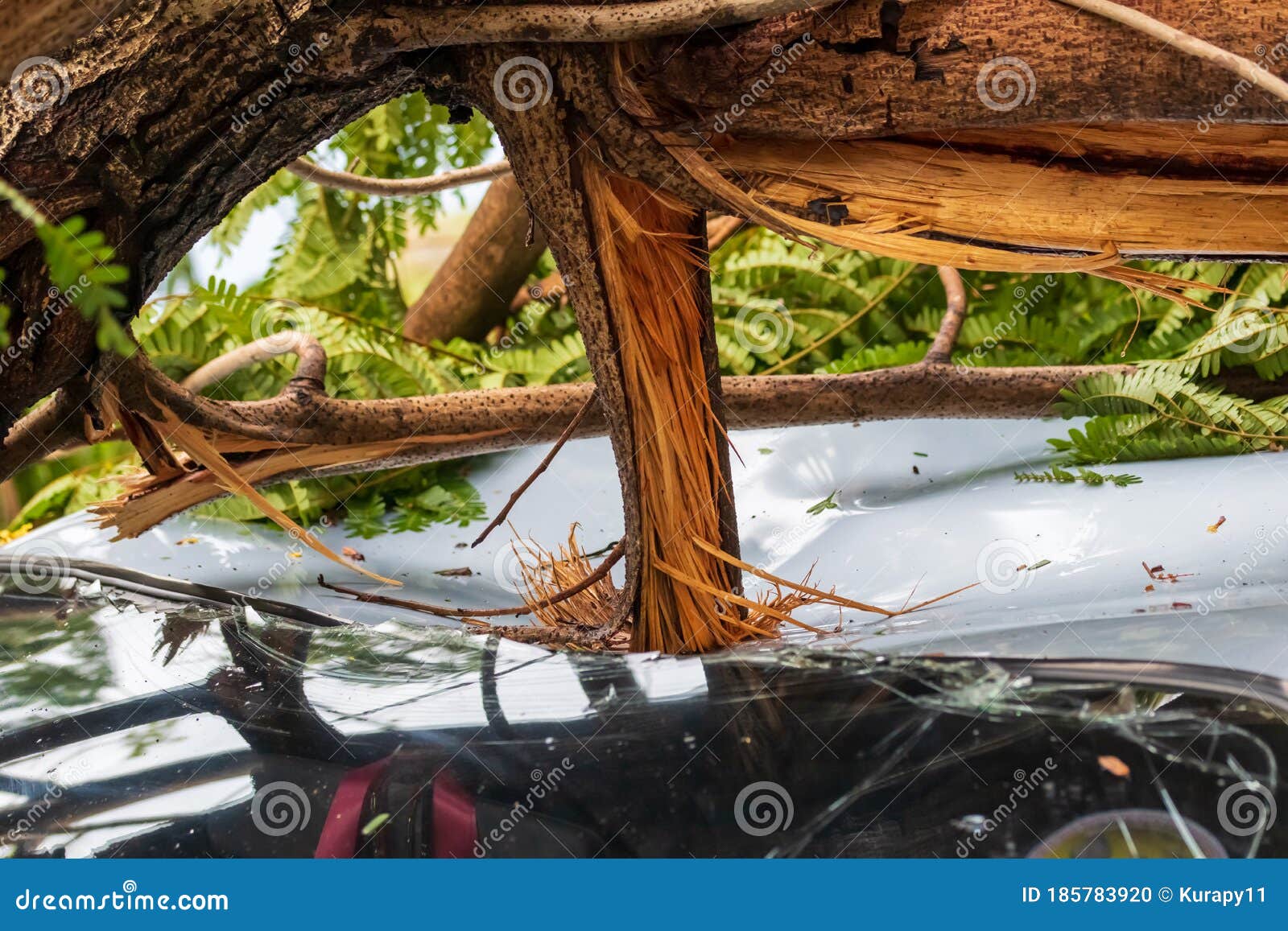 Car Hit by Tree Fell on it. Due To Rain and Storms Causing Trees To ...