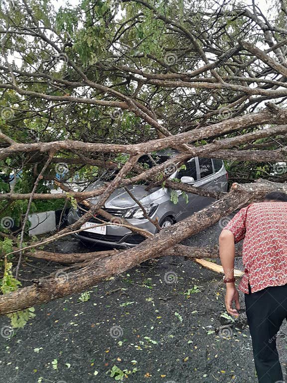 Car Hit by a Tree?this is Made in Chines Very Strong Editorial Stock ...