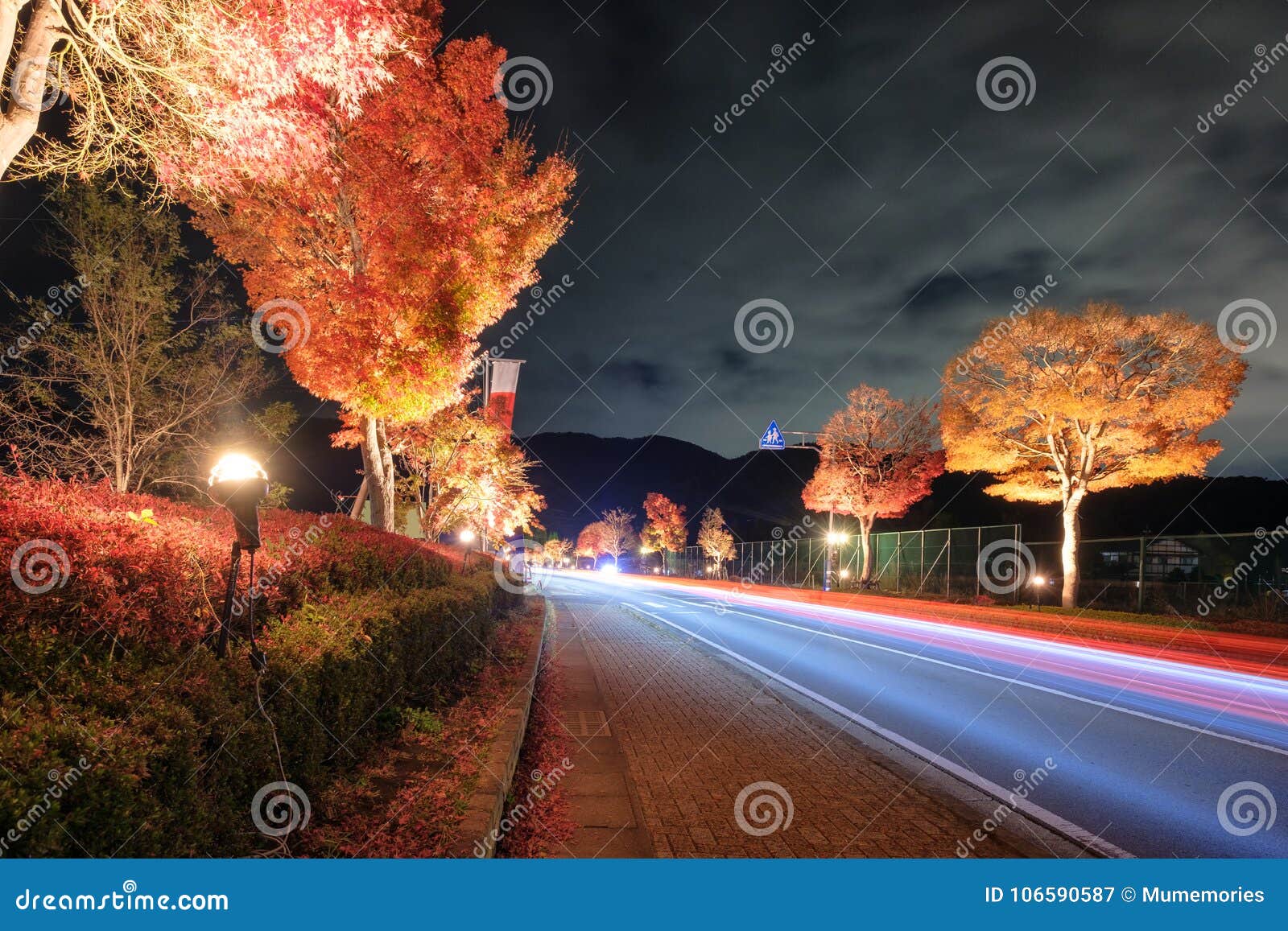 Car Light on Road Decorative Maple Tree Illumination Stock Image ...
