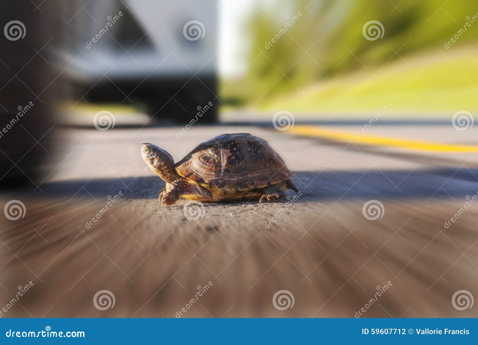 Turtle crossing road stock photo. Image of street, tortoise - 59607712