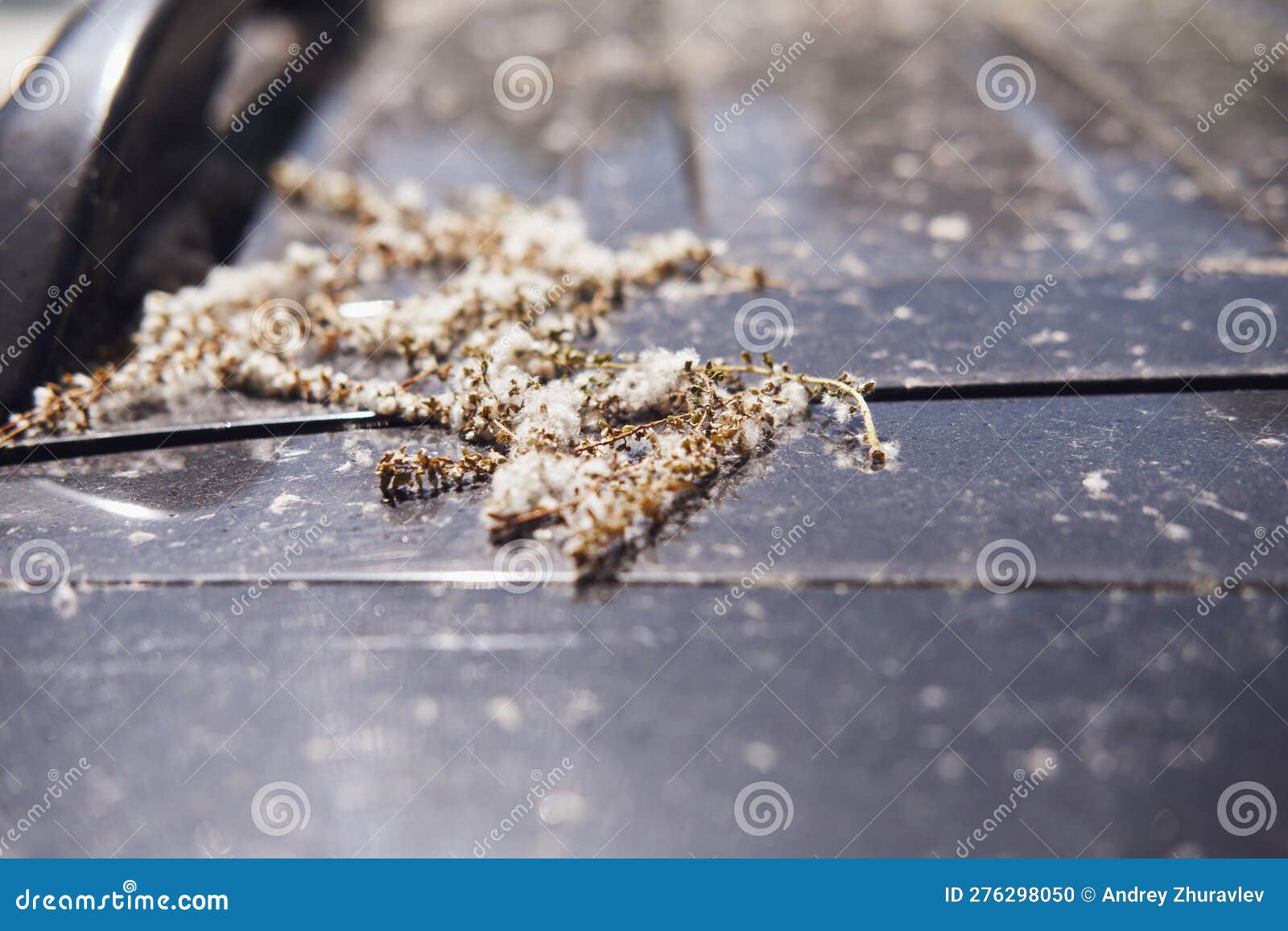 The Car is Polluted with Fallen Tree Seeds, Fluff and Dirt from Poplars ...