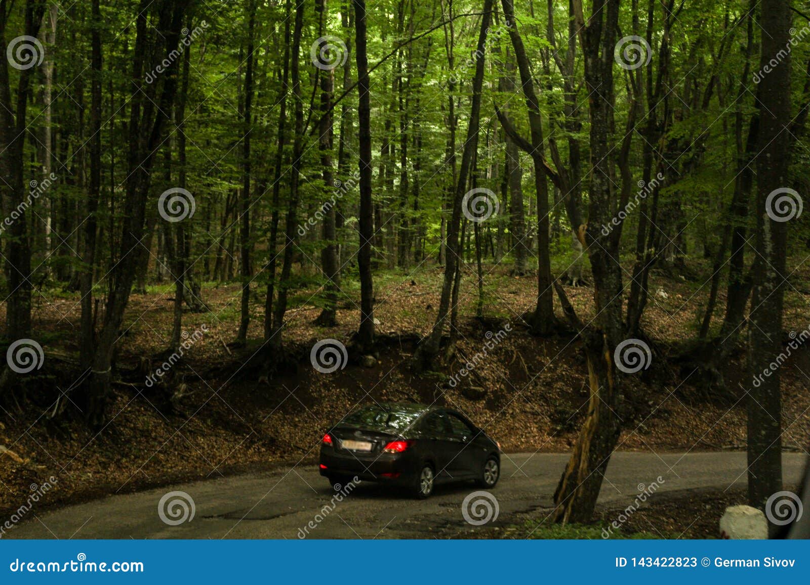 Car rides in the forest stock image. Image of driving - 143422823