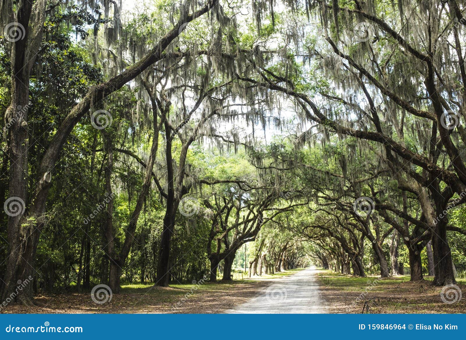Oak tree road stock photo. Image of america, savannah - 159846964