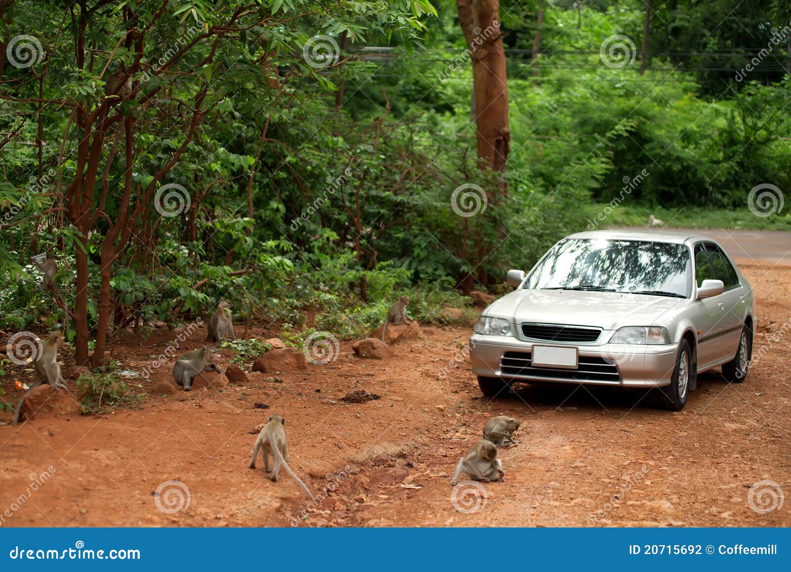 The Car Is Surrounded By Monkeys Stock Photo - Image of thailand ...