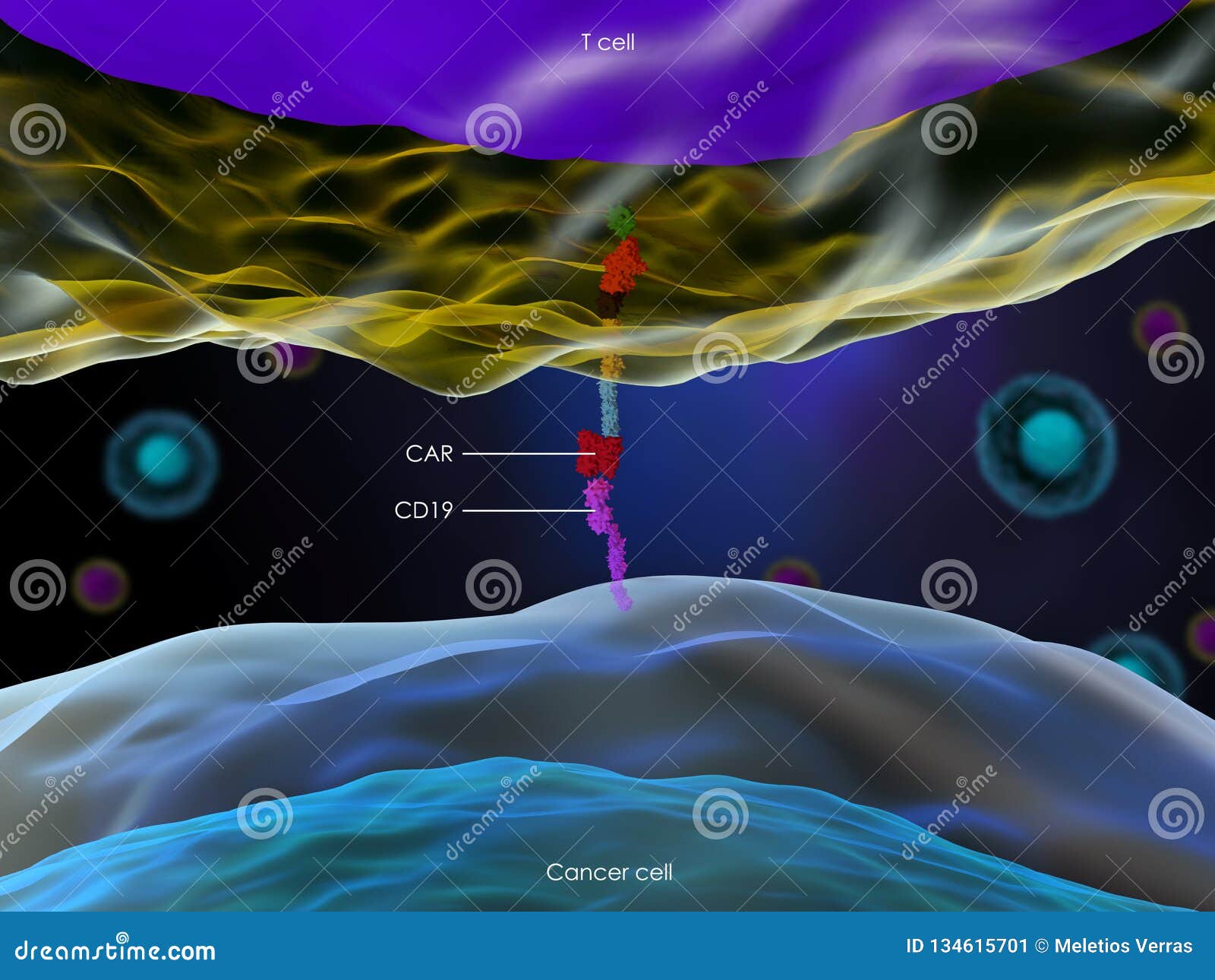 CAR T Cell Interacting with a Cancer Cell through CD19 Antigen Stock ...