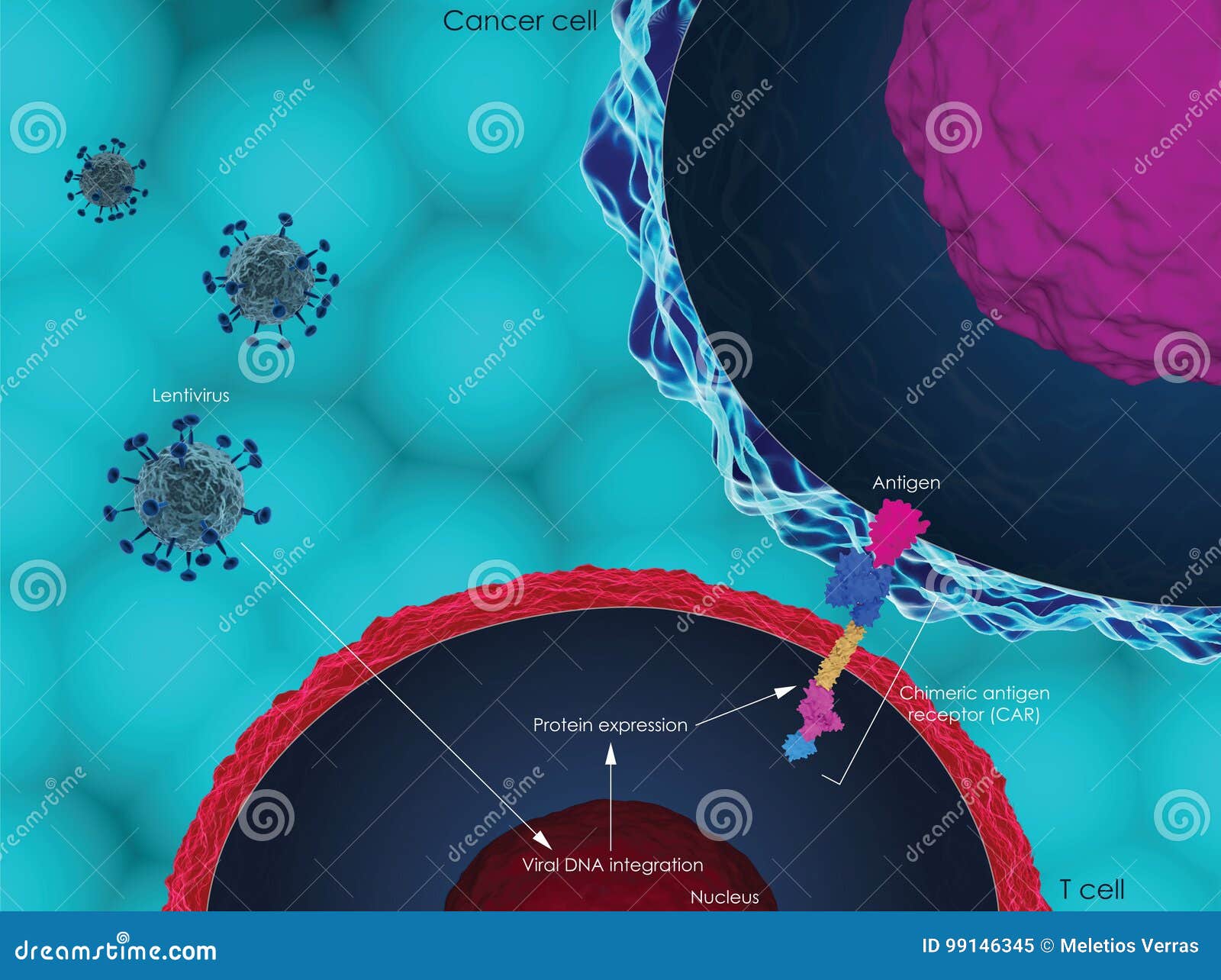 CAR T-cell Therapy And Cancer Treatment. CAR T Cells Immunotherapy ...