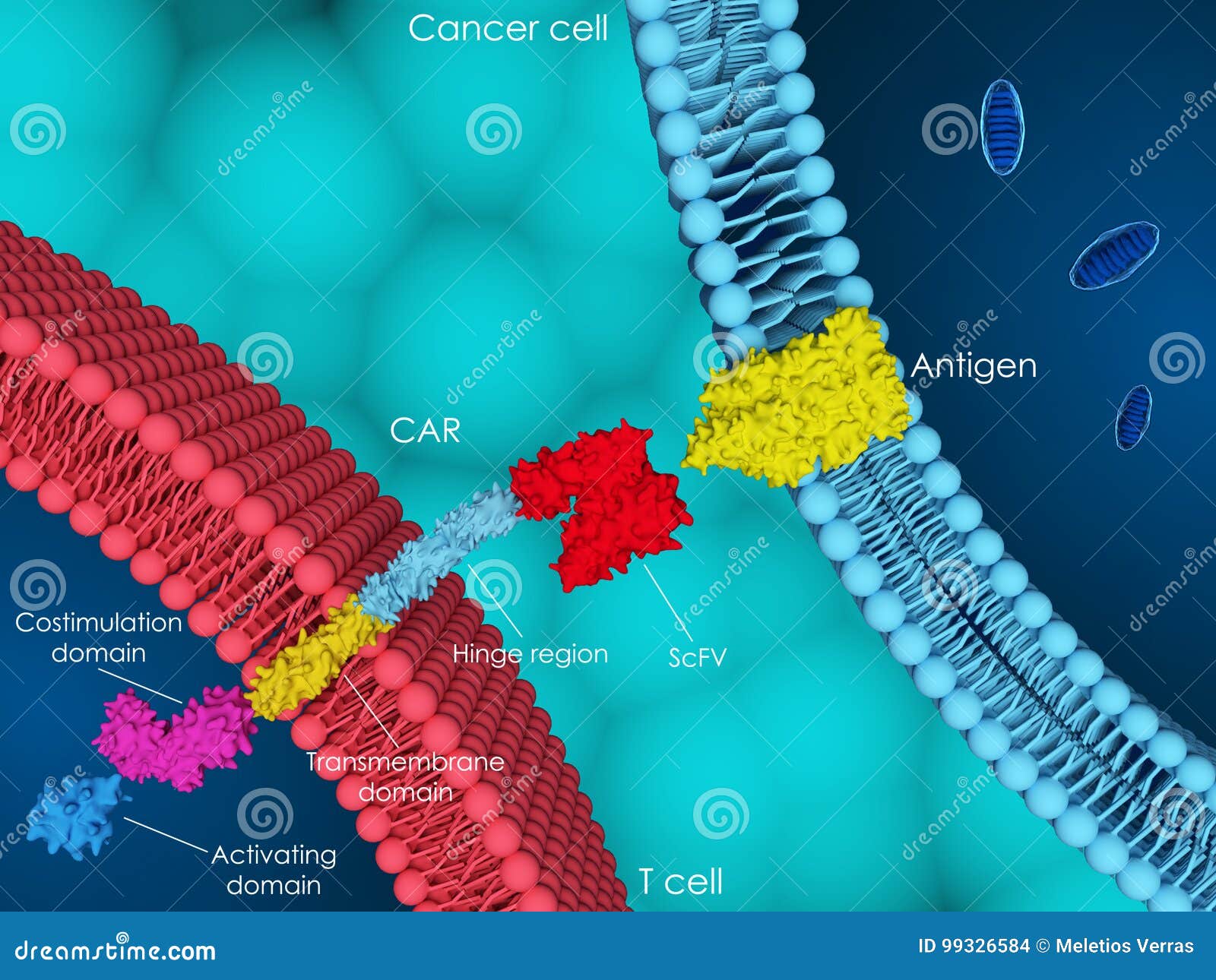 CAR T-cell Therapy And Cancer Treatment. CAR T Cells Immunotherapy ...