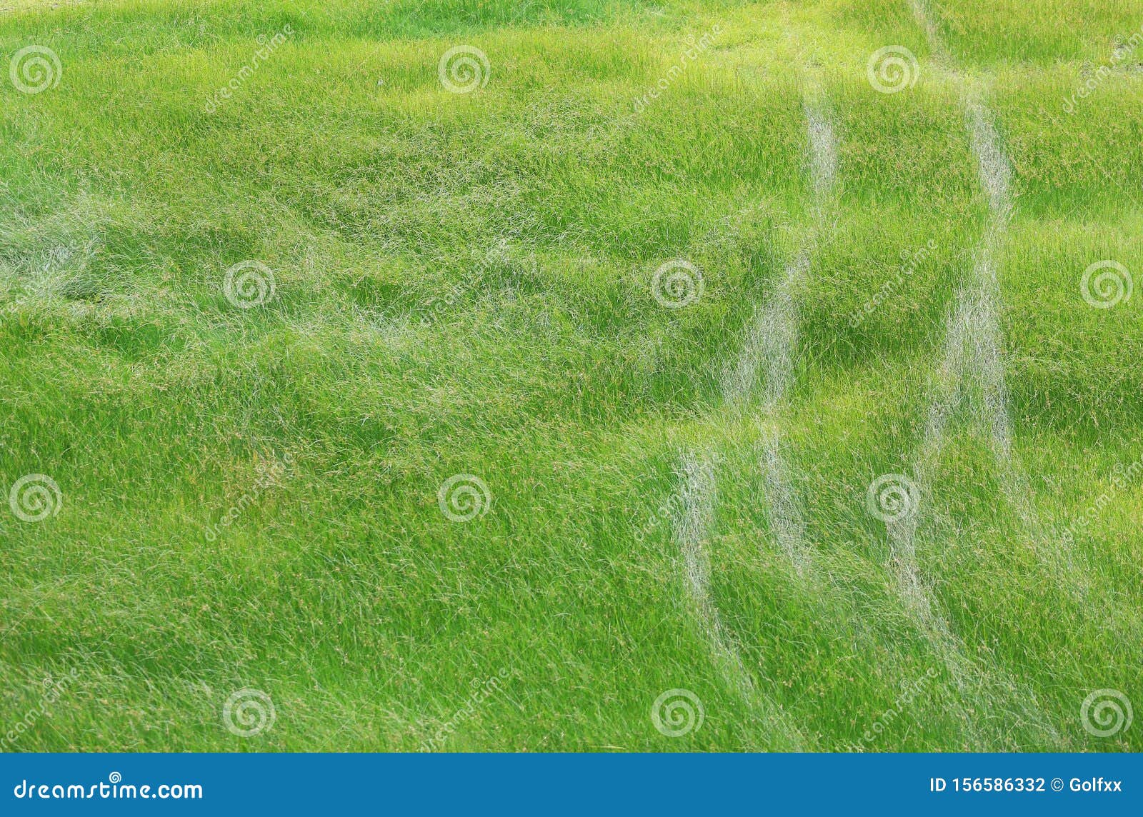 Car Tracks on a Green Grass Background Stock Photo - Image of ...