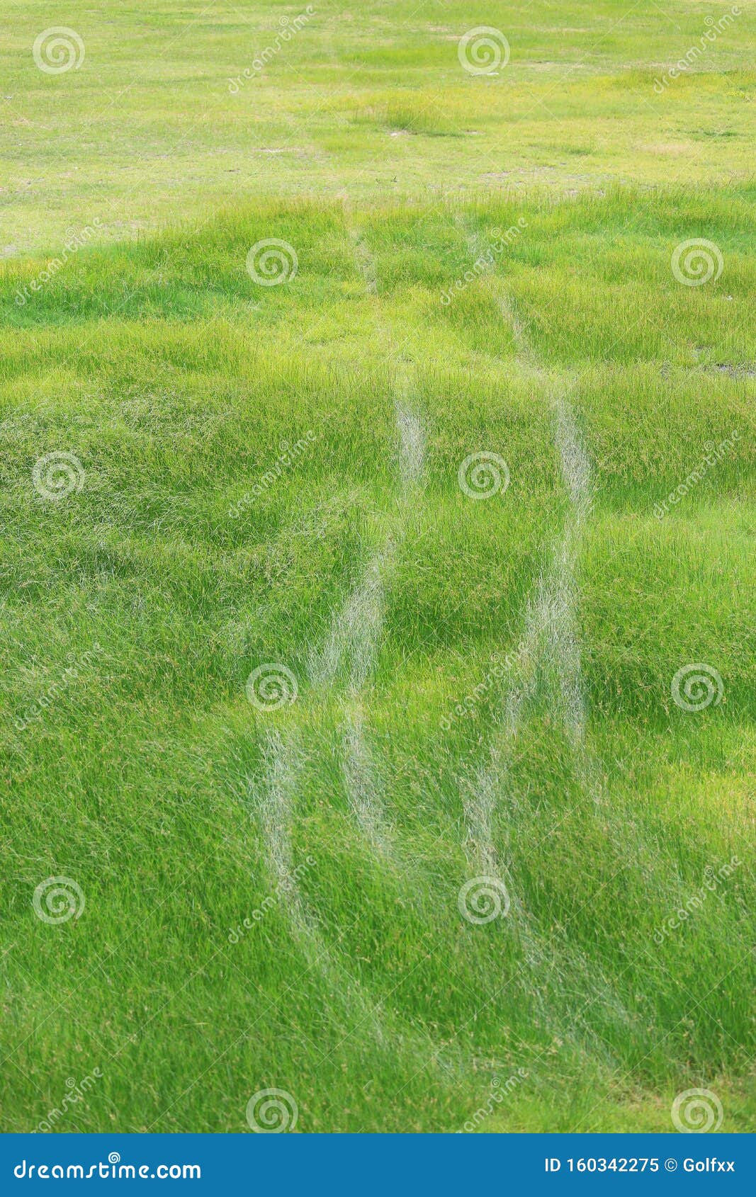 Car Tracks on a Green Grass Background Stock Image - Image of foliage ...