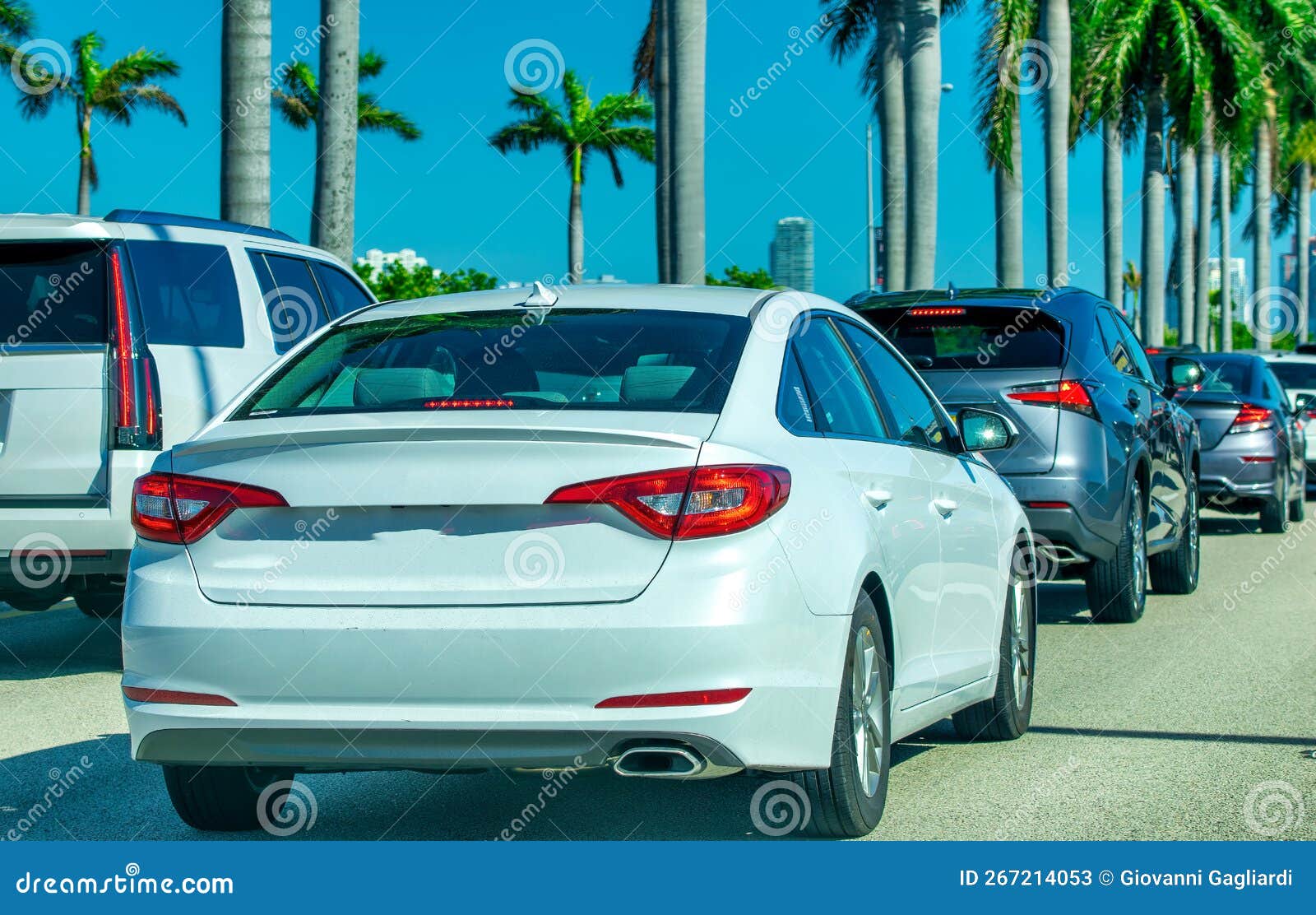 Car Traffic in Miami. Queue of Cars on a Tree-lined Boulevard Stock ...