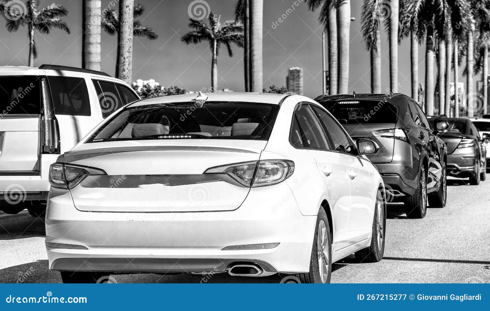 Car Traffic in Miami. Queue of Cars on a Tree-lined Boulevard Stock ...