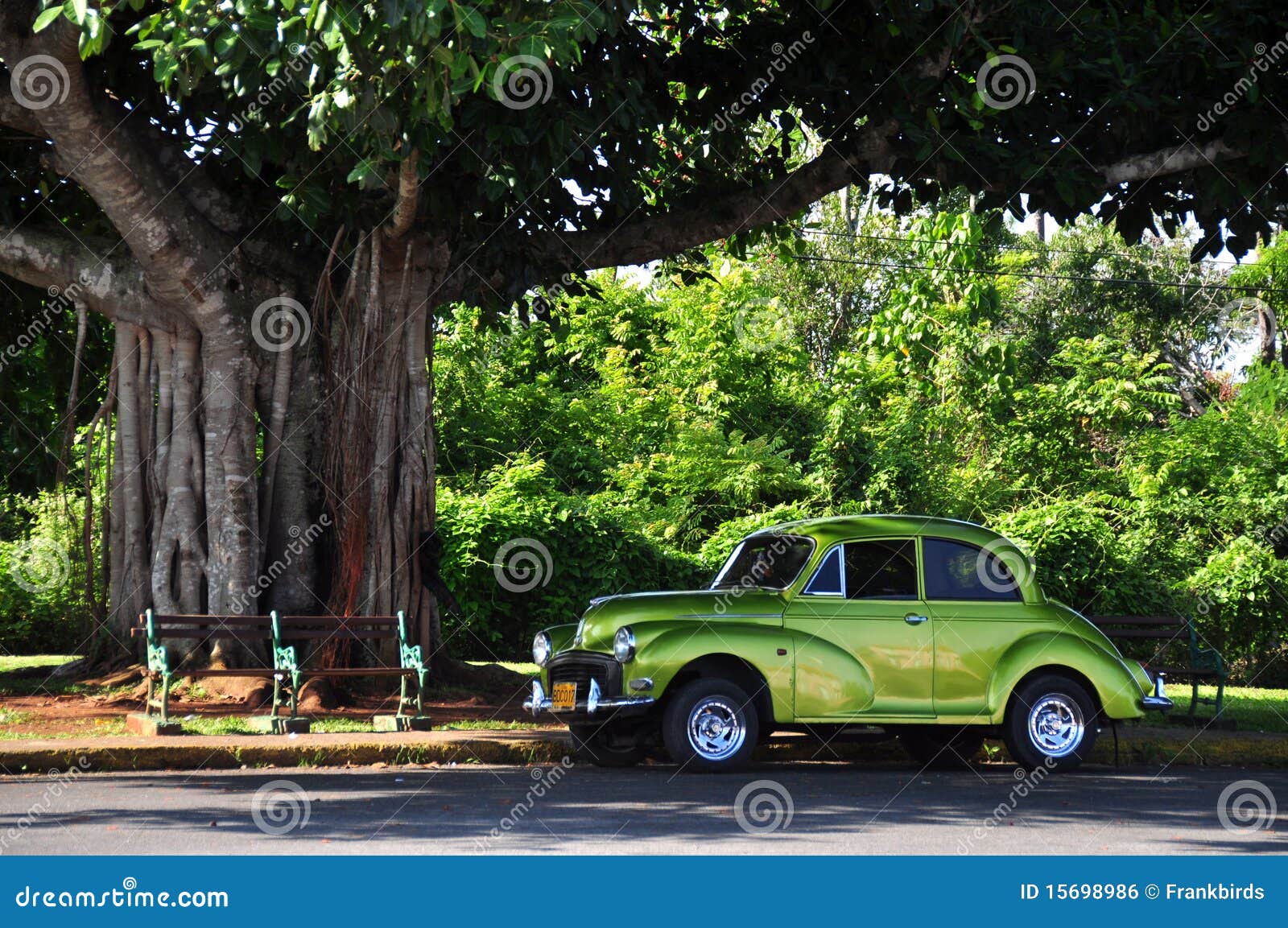 Car and tree stock photo. Image of parking, green, tree - 15698986