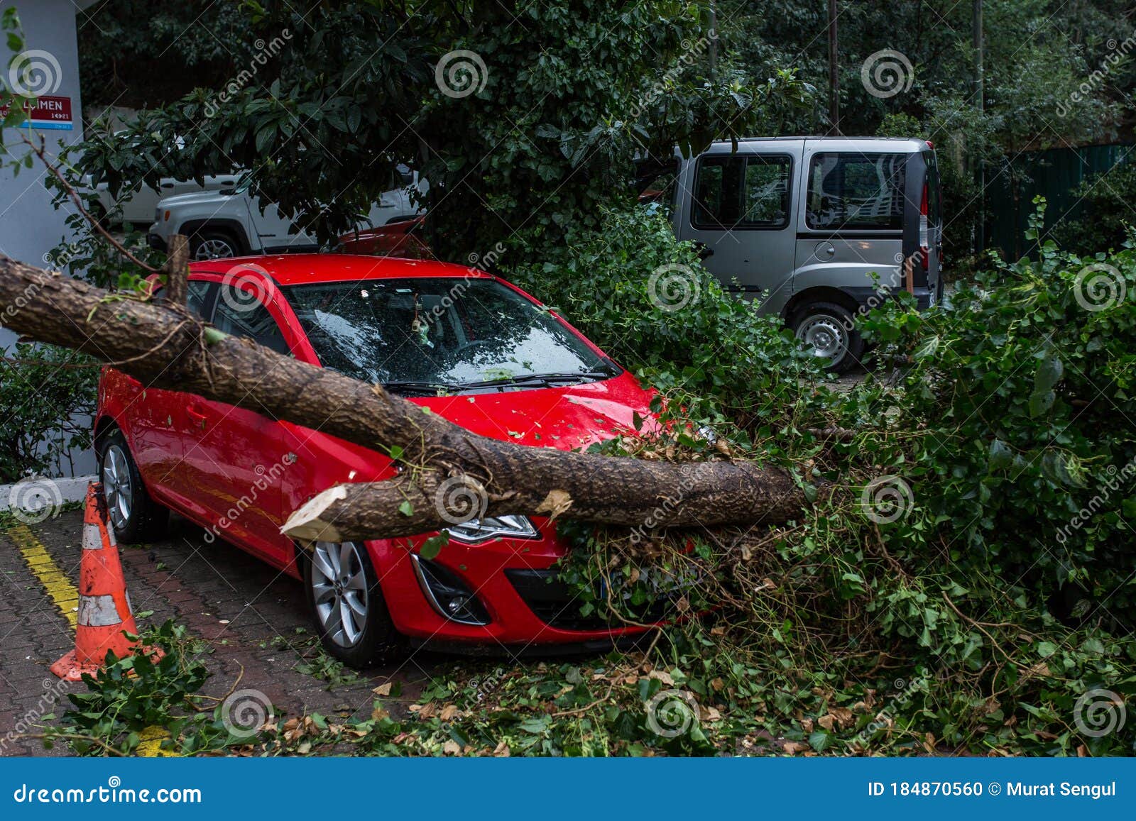 Car under fallen tree. stock photo. Image of fall, automobile - 184870560