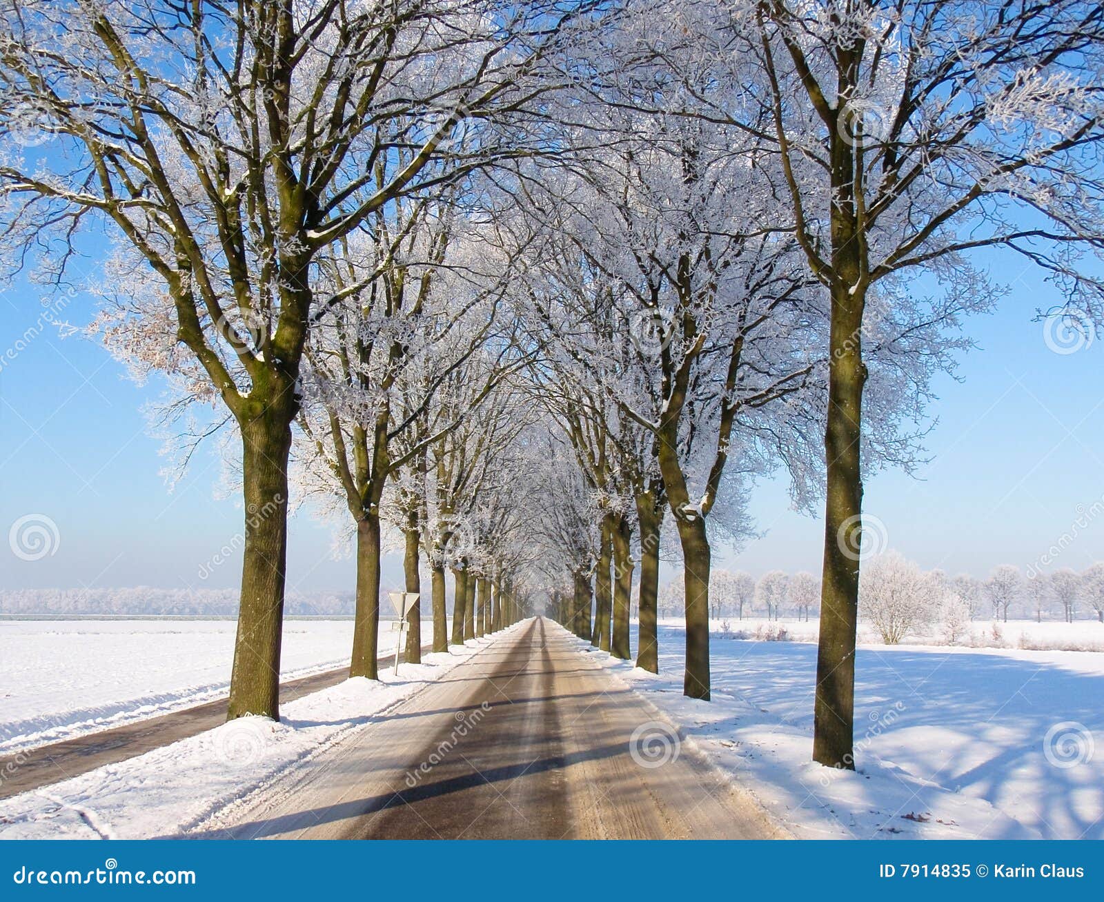 Lane Of Trees, Nature Background Royalty-Free Stock Image ...