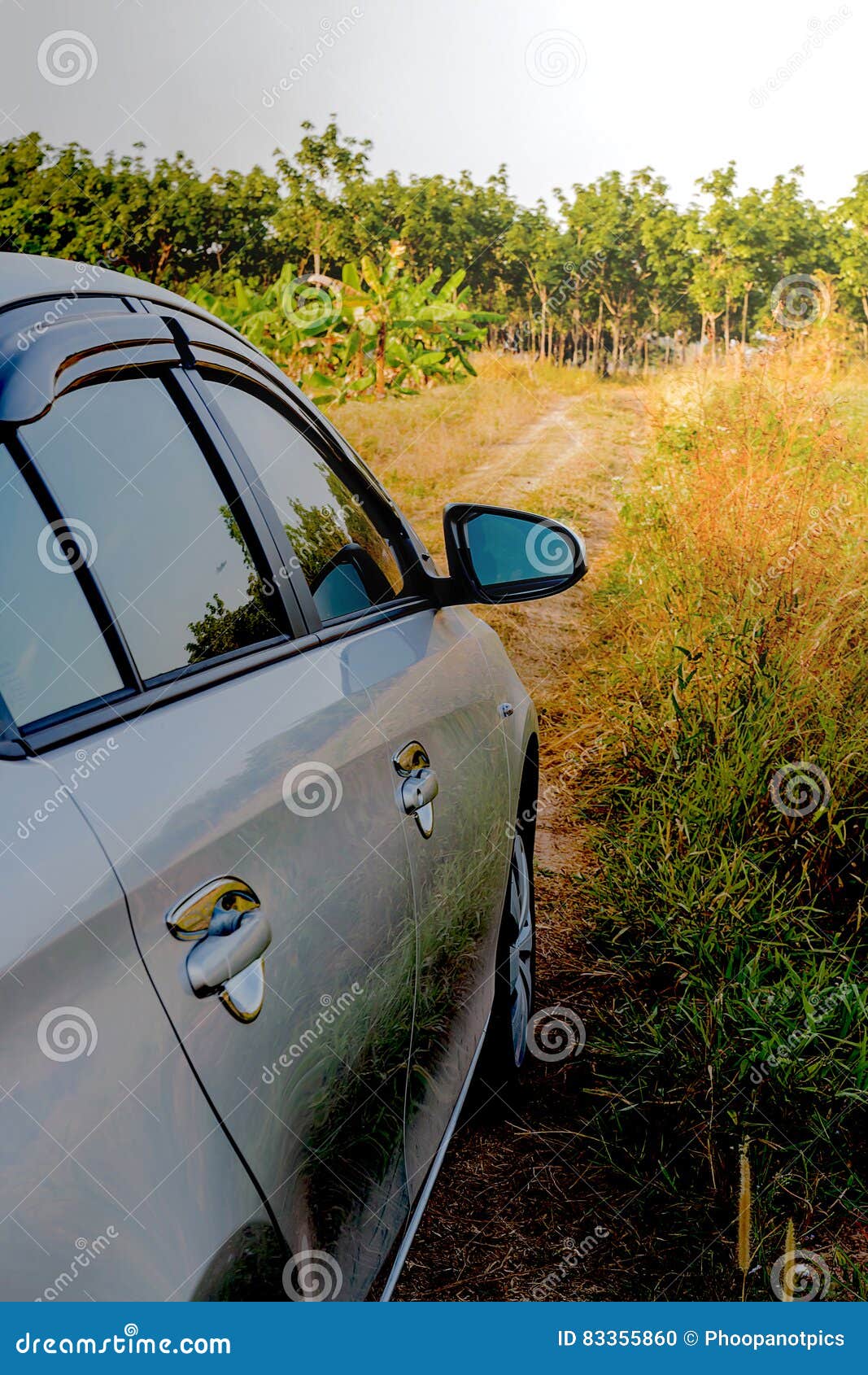 Car on way stock photo. Image of nature, plantation, plant - 83355860