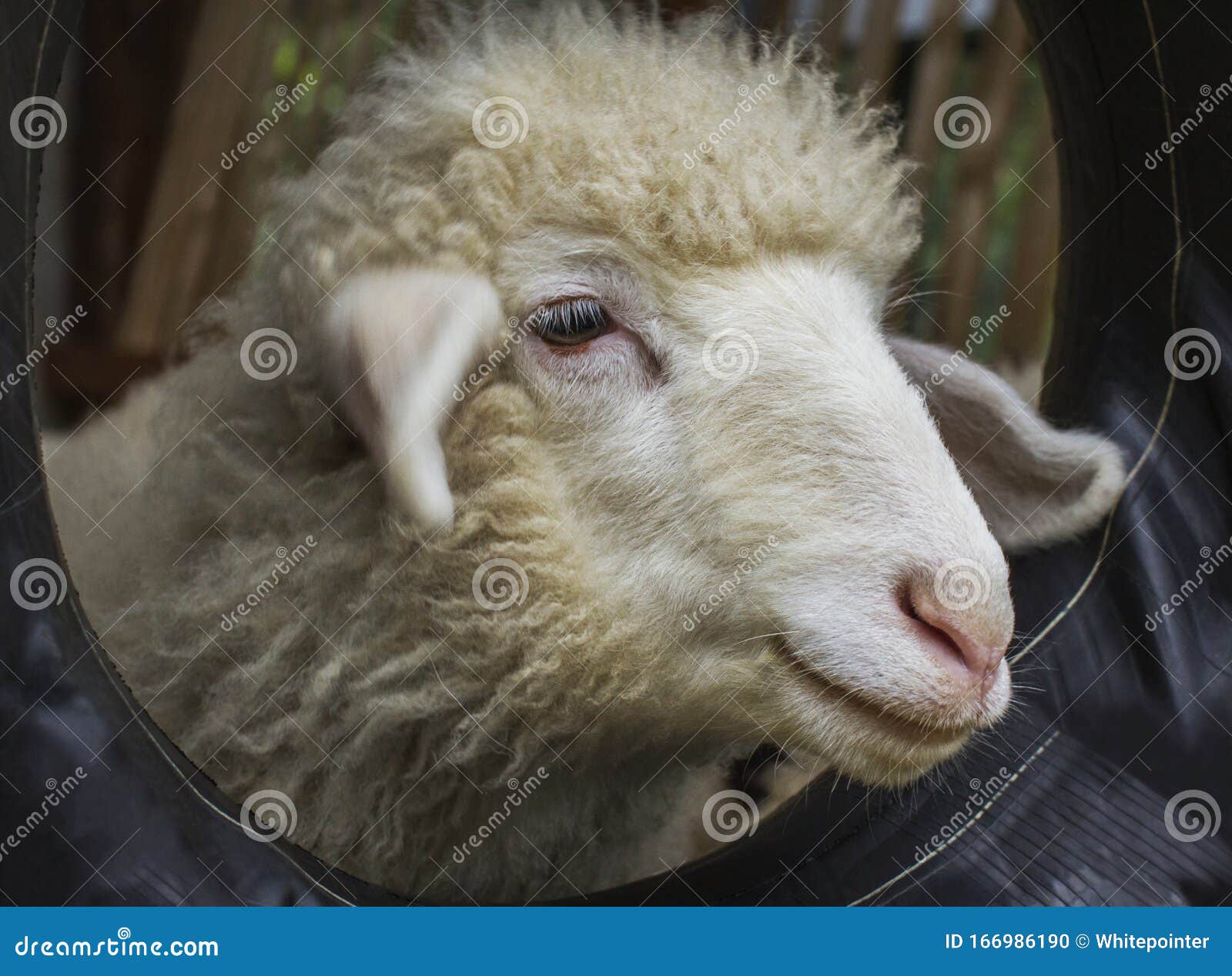 Cara Adorable De Ovejas En La Granja Foto de archivo - Imagen de carne ...