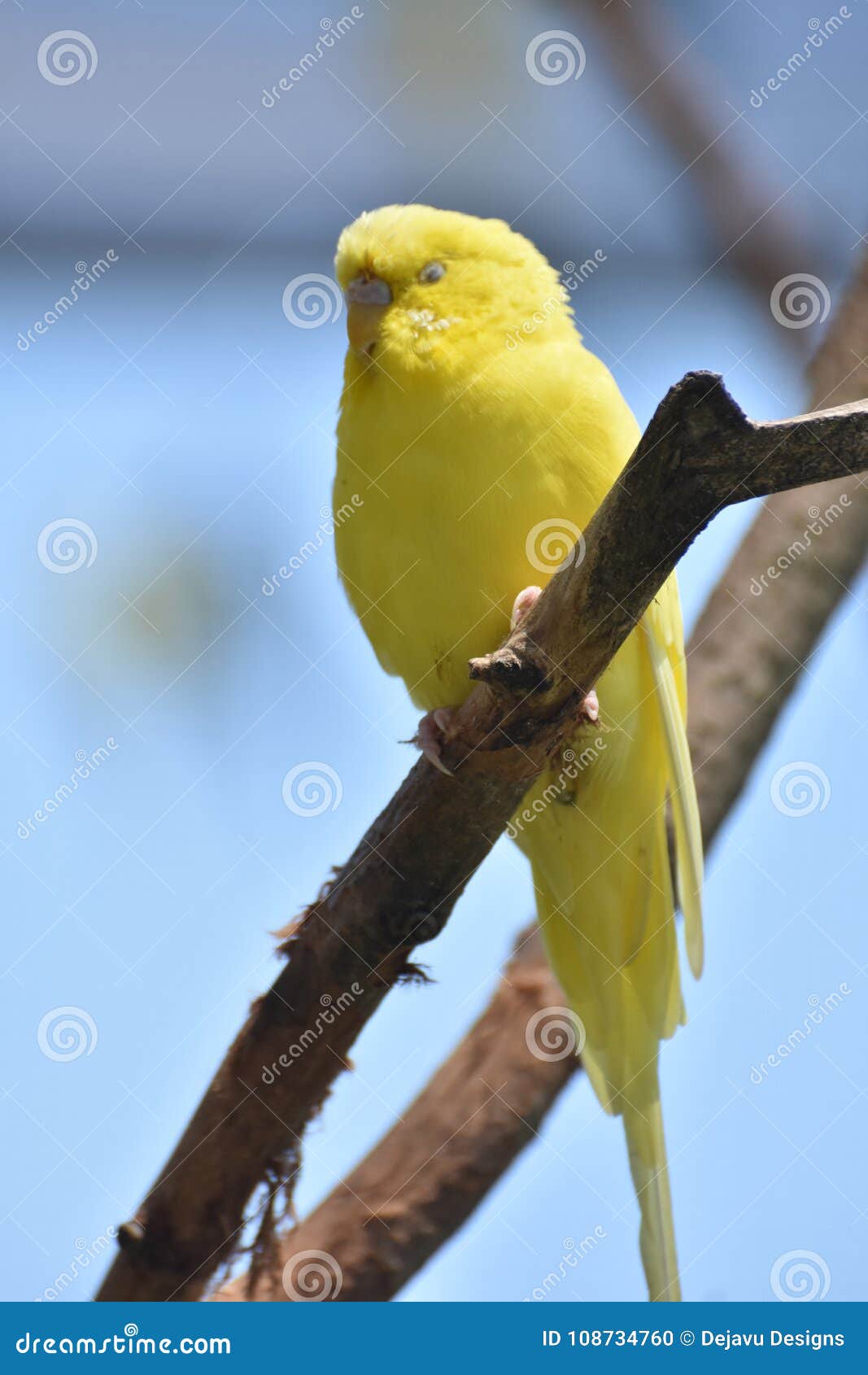Cara Adorable De Un Periquito Amarillo De Budgie Foto de archivo ...