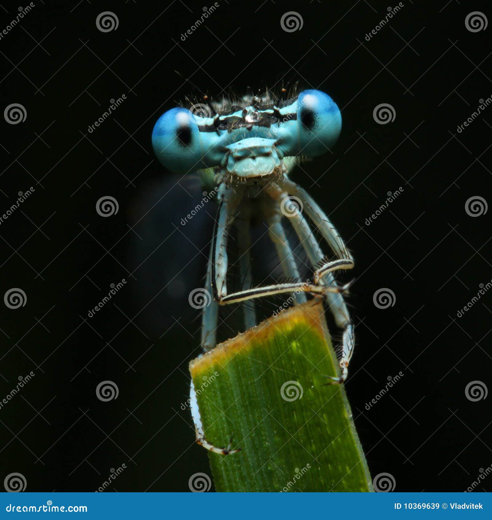 Cara azul de la libélula imagen de archivo. Imagen de vida - 10369639