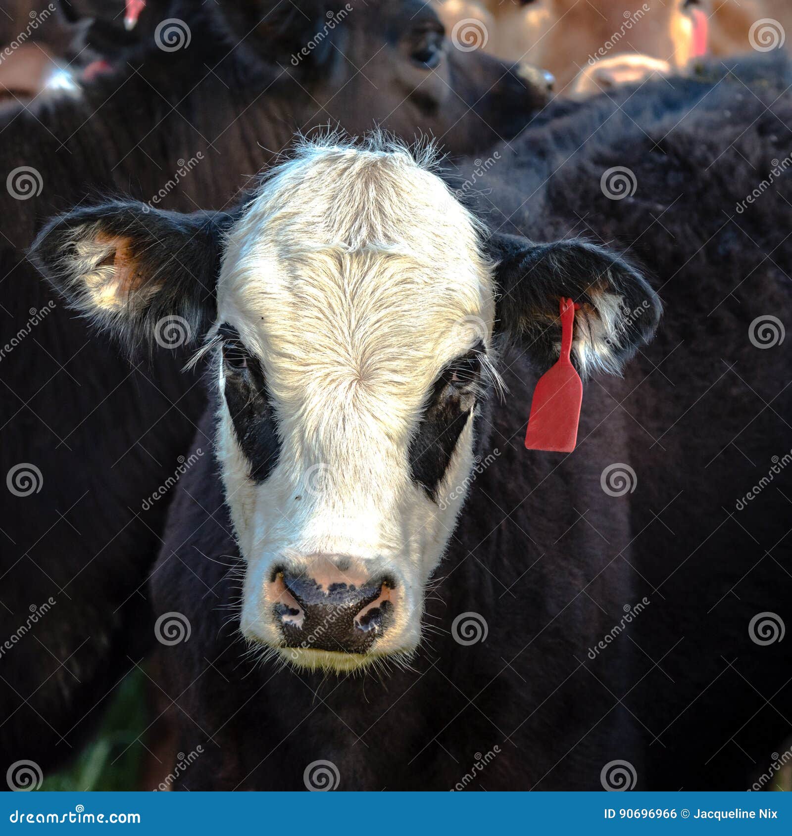 Cara Baldy Preta Da Bezerra Foto de Stock - Imagem de agricultura ...