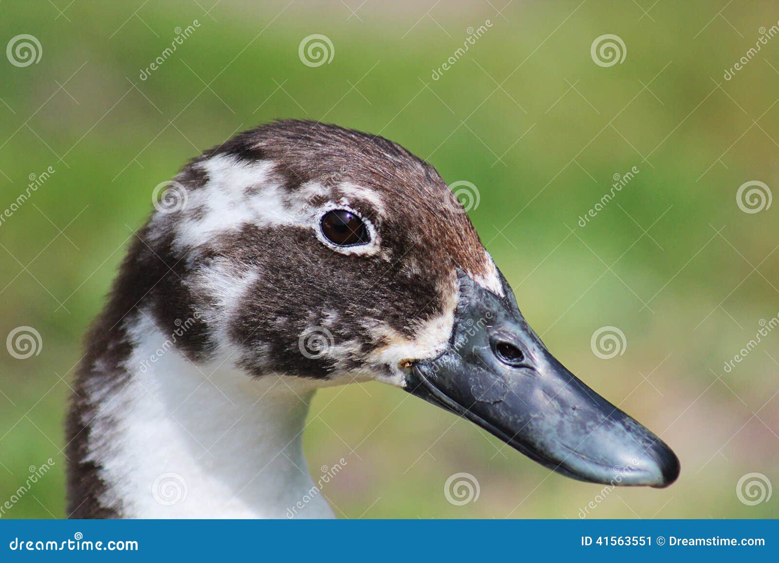 Cara beaked negro del pato imagen de archivo. Imagen de torpe - 41563551