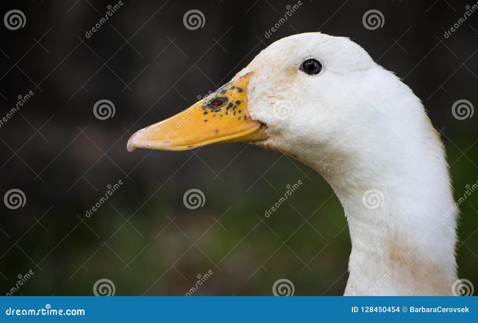 Cara Bonito Do Pato De Muscovy Foto de Stock - Imagem de exterior, lago ...