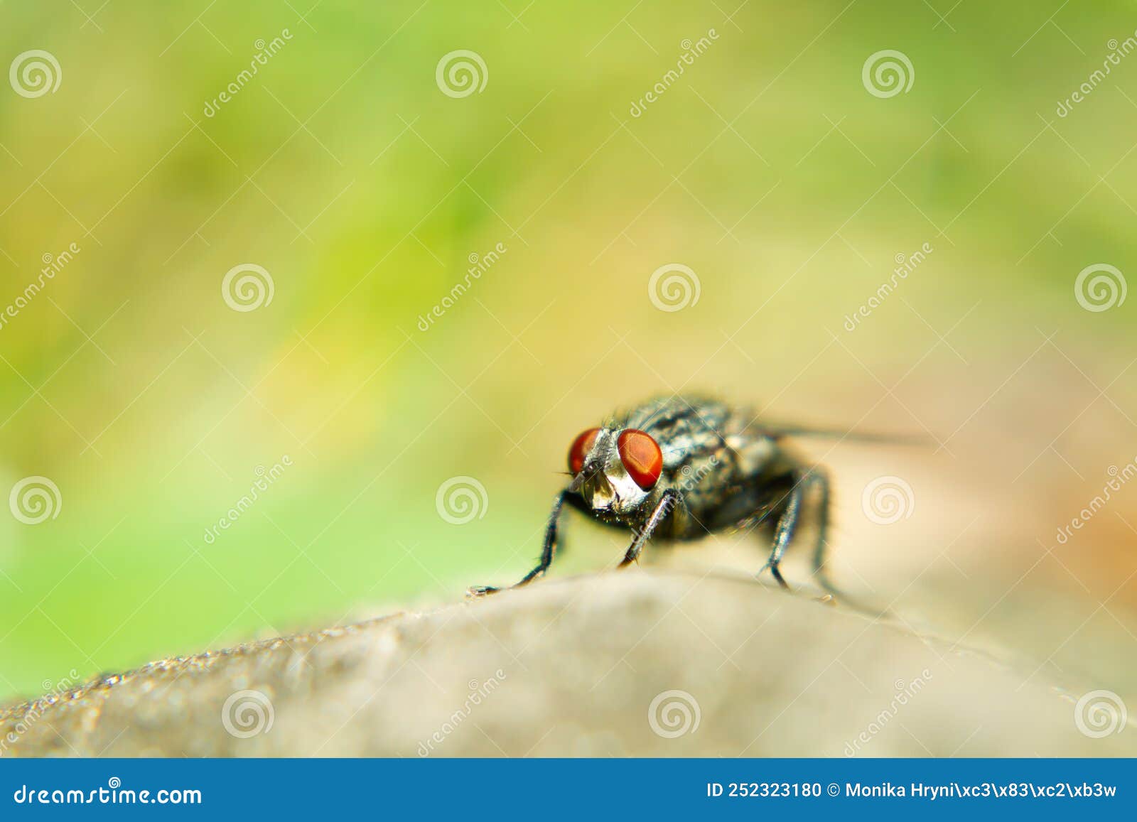 Cara a Cara Con Mosca En El Maletero Foto de archivo - Imagen de planta ...