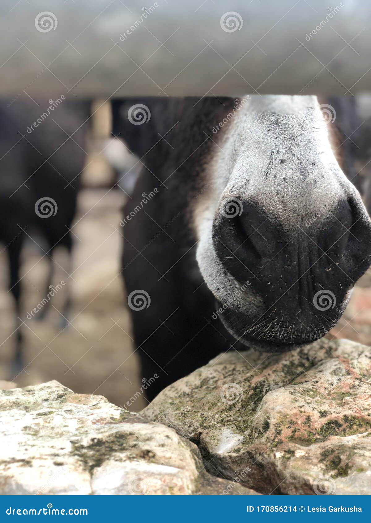 Cara de burro foto de archivo. Imagen de prado, piedras - 170856214