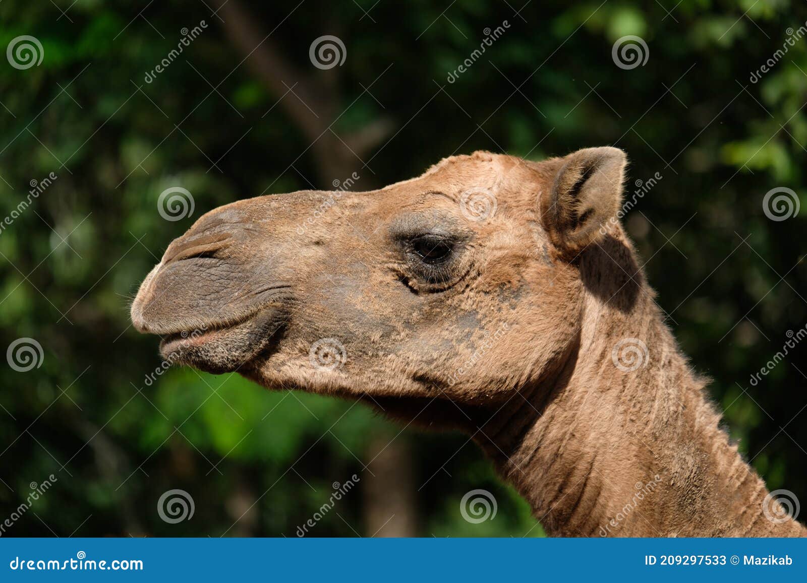 Cara de camello imagen de archivo. Imagen de parque - 209297533