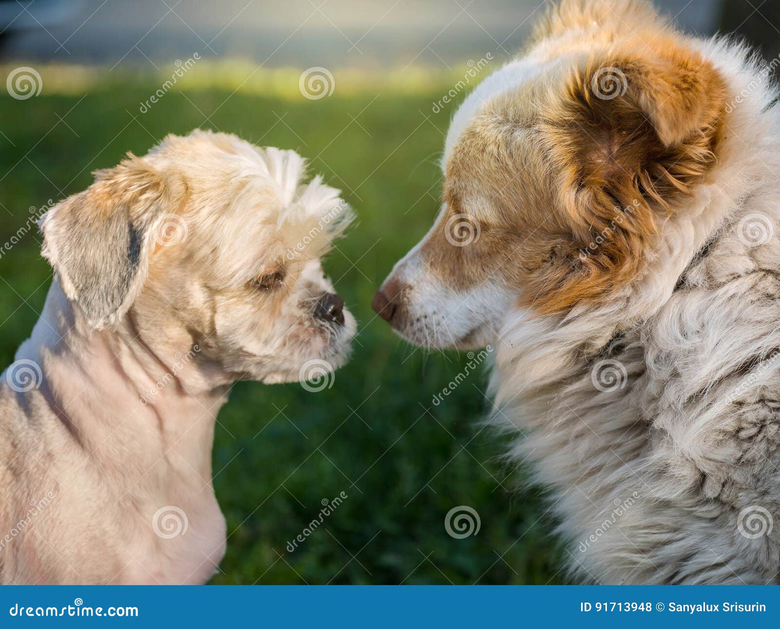 Cara De Dos Perros En Un Campo Foto de archivo - Imagen de blanco ...