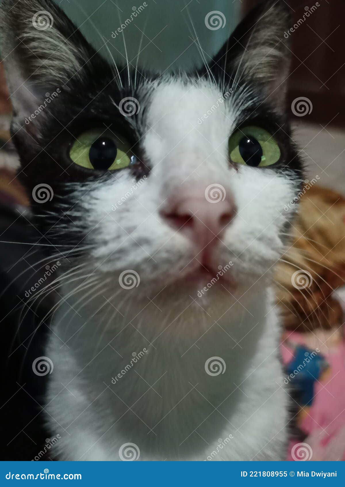 Cara de gato en shock imagen de archivo. Imagen de barbas - 221808955