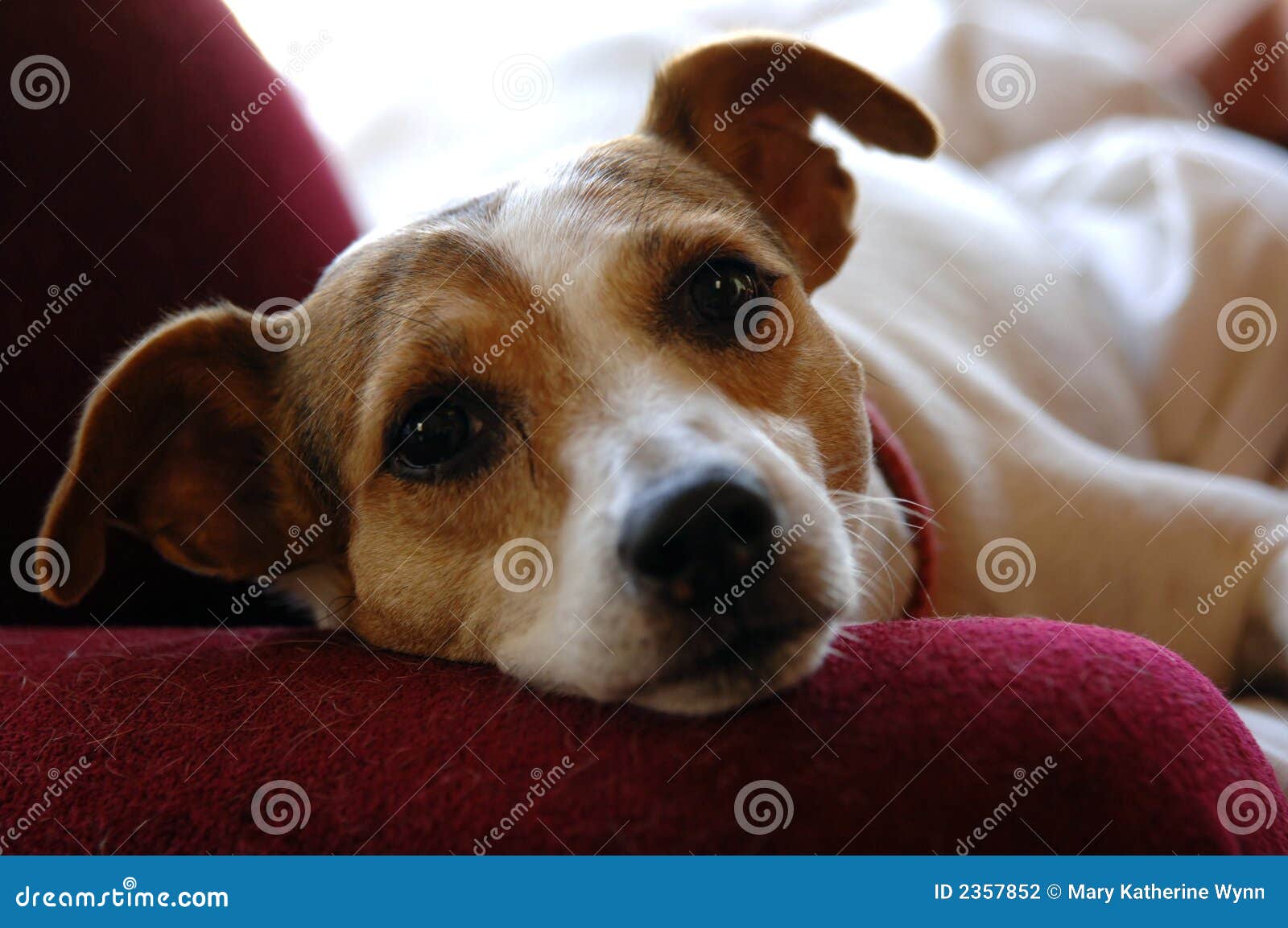 Cara de Gato Russell foto de archivo. Imagen de perrito - 2357852