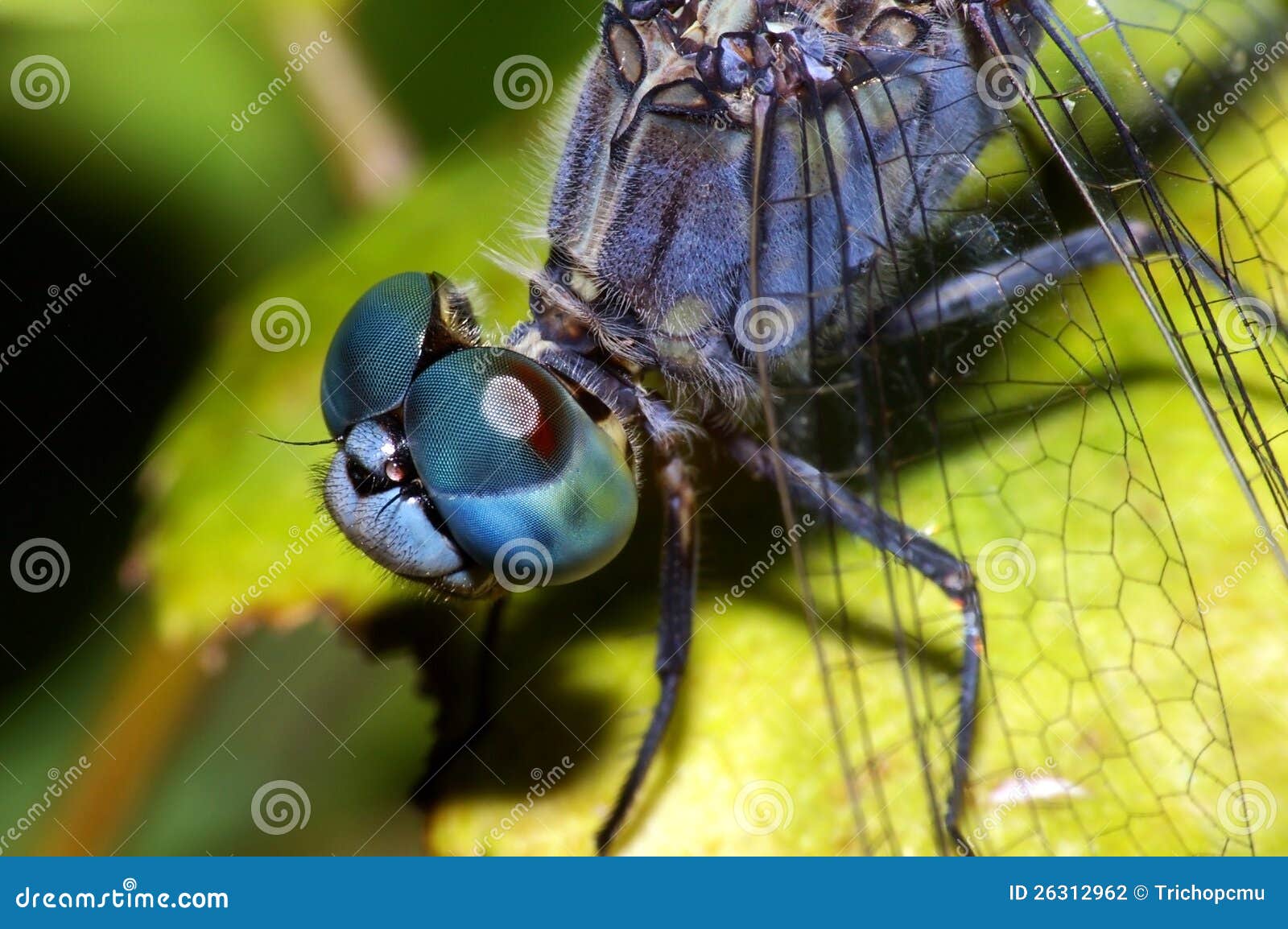 Cara de la libélula foto de archivo. Imagen de cara, tailandia - 26312962