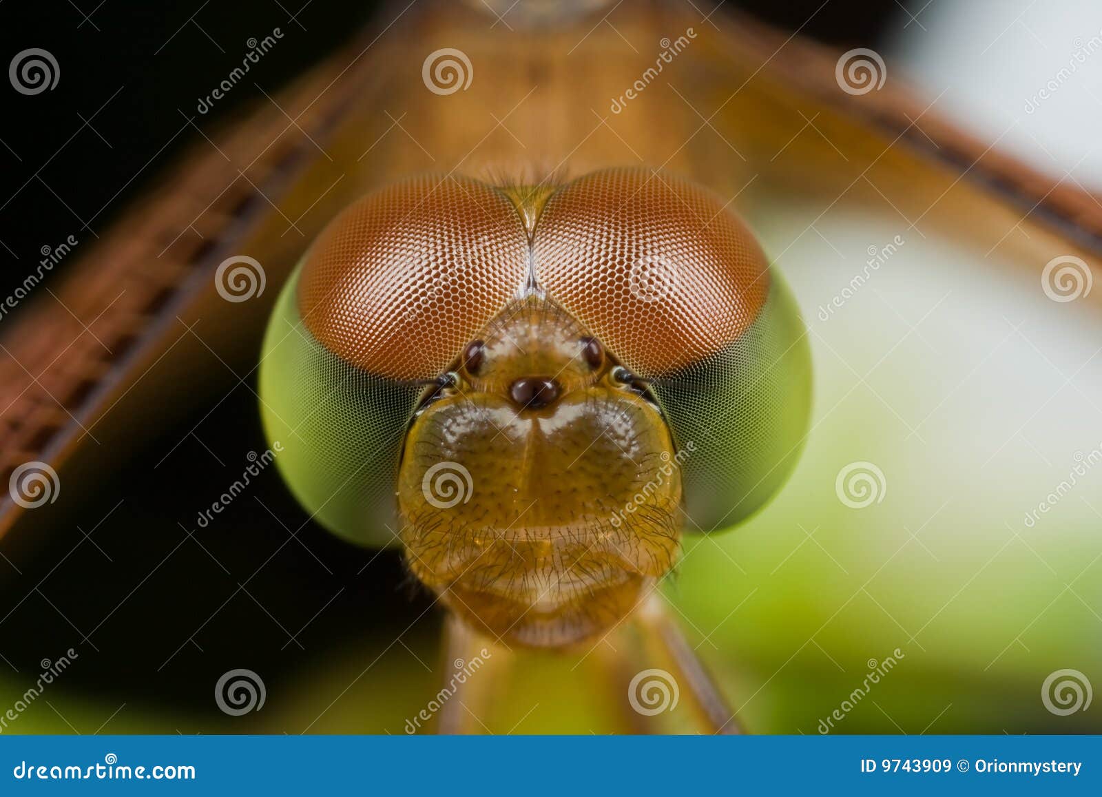 Cara de la libélula imagen de archivo. Imagen de primer - 9743909