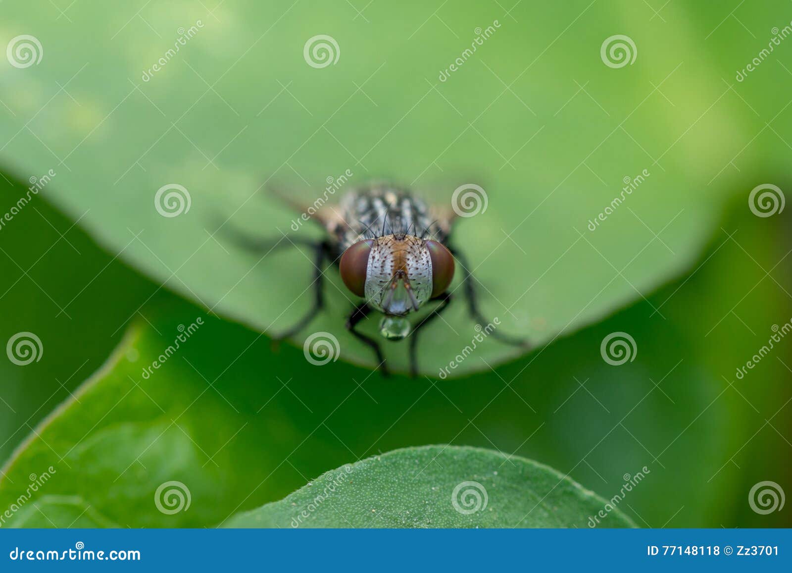 Cara de la mosca foto de archivo. Imagen de exterior - 77148118