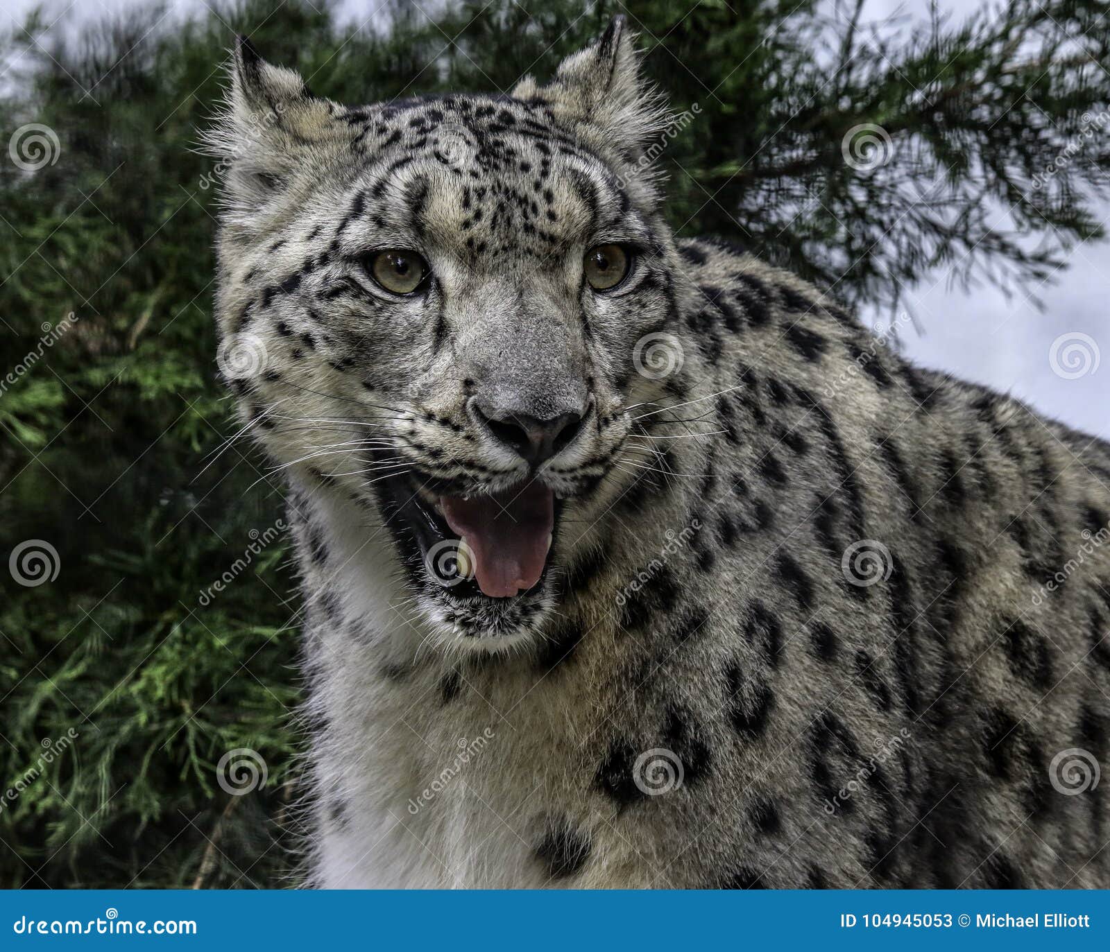 Cara de la onza imagen de archivo. Imagen de endangered - 104945053