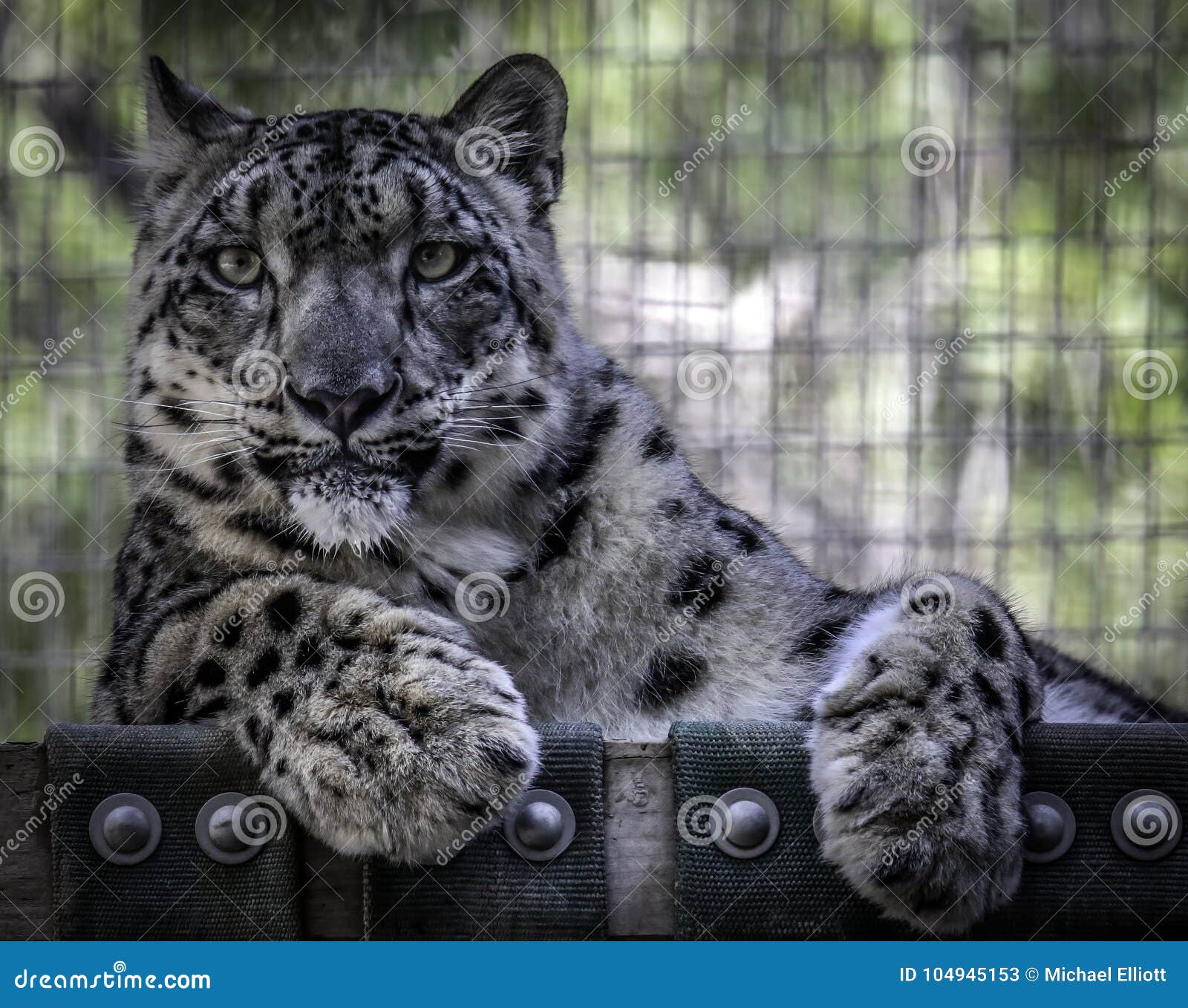 Cara de la onza imagen de archivo. Imagen de cubo, cierre - 104945153