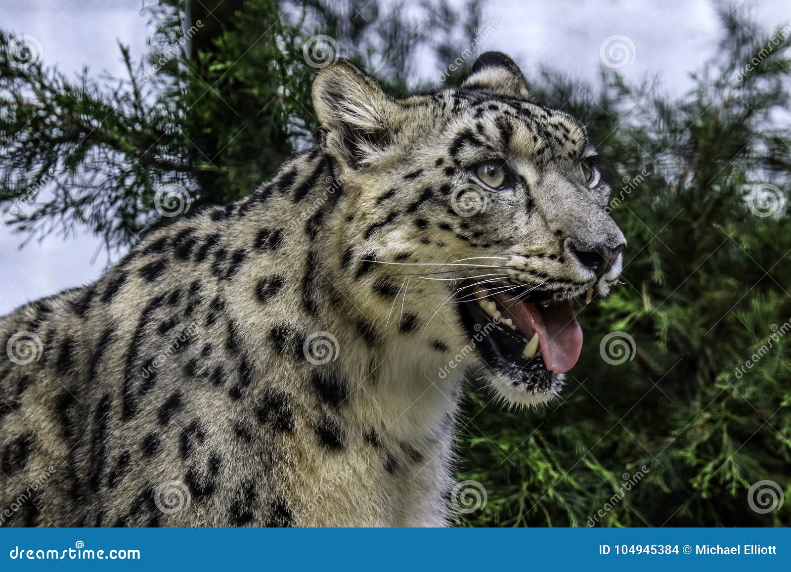 Cara de la onza foto de archivo. Imagen de cautivo, peludo - 104945384