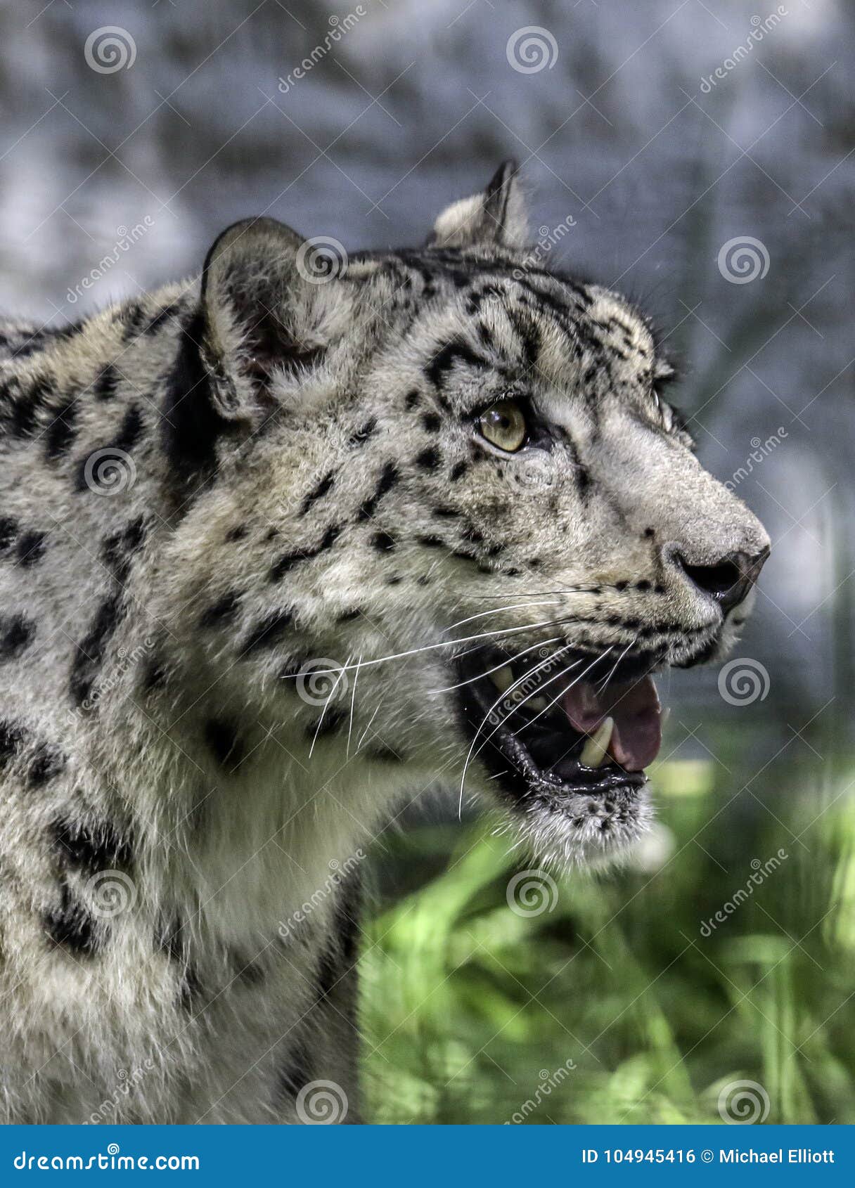 Cara de la onza foto de archivo. Imagen de completamente - 104945416