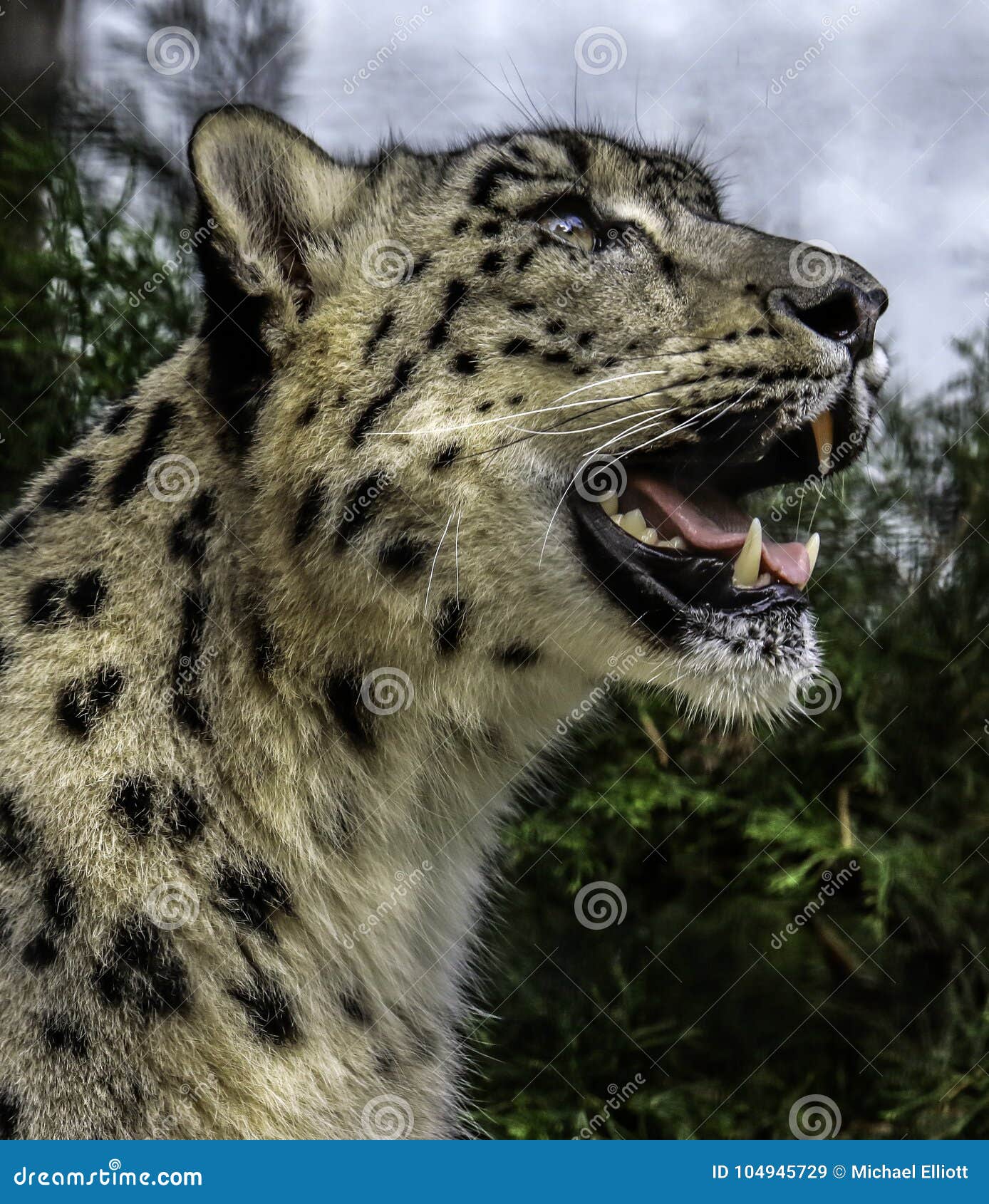 Cara de la onza imagen de archivo. Imagen de inmaduro - 104945729