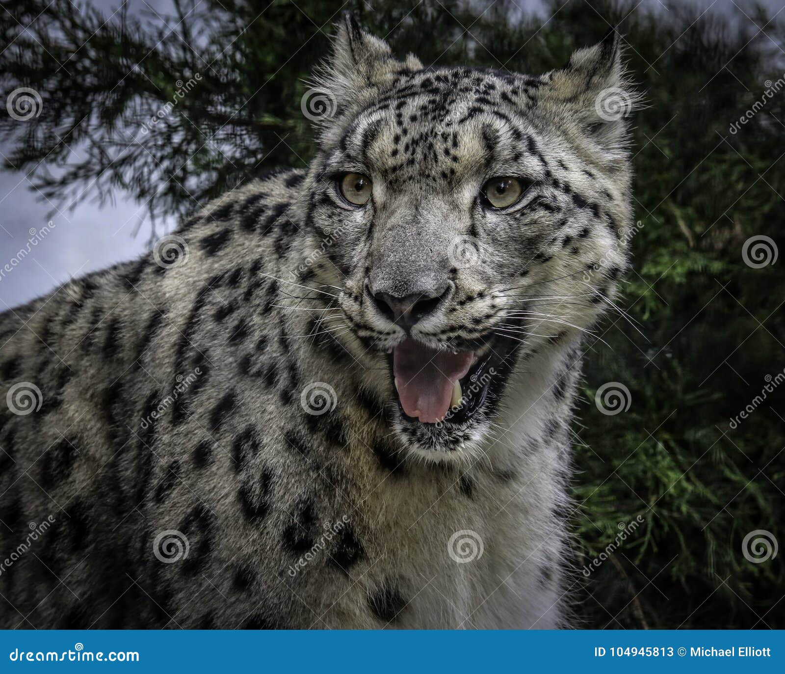 Cara de la onza imagen de archivo. Imagen de caza, endangered - 104945813