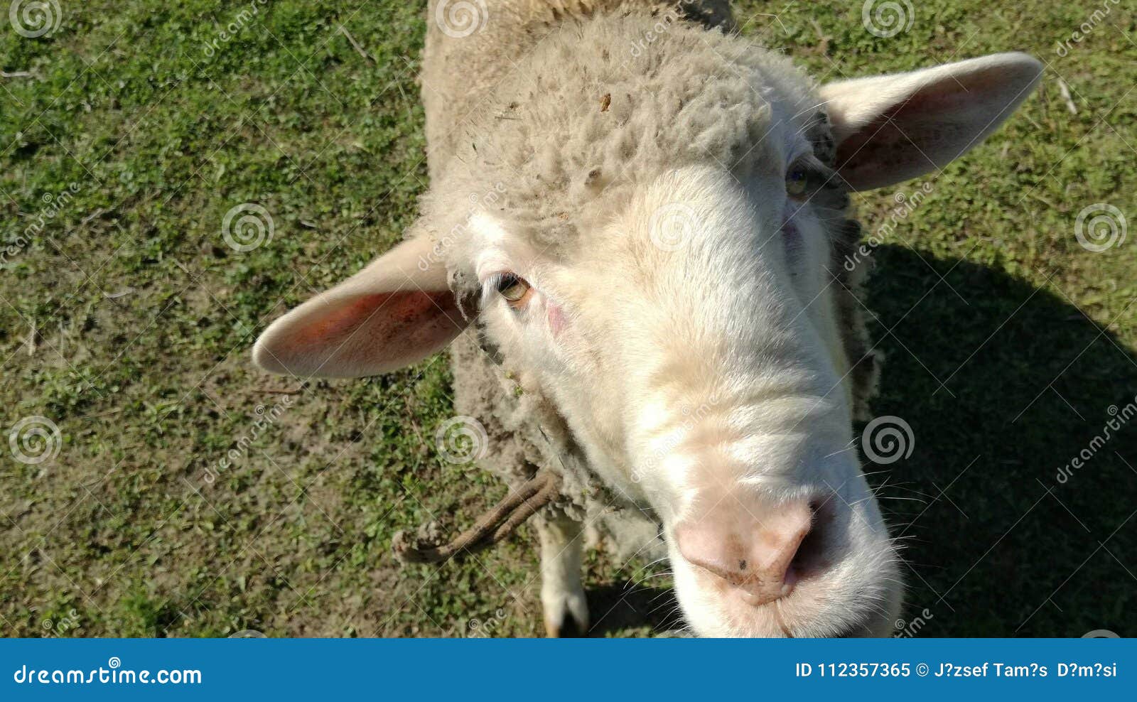 Cara de las ovejas imagen de archivo. Imagen de animal - 112357365