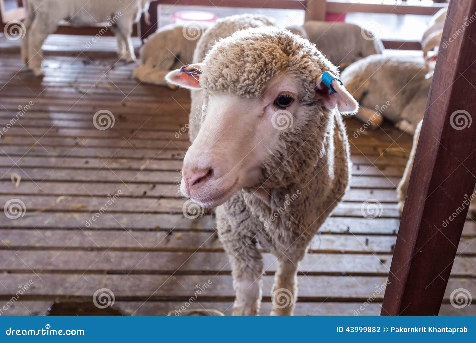 Cara de las ovejas foto de archivo. Imagen de granero - 43999882