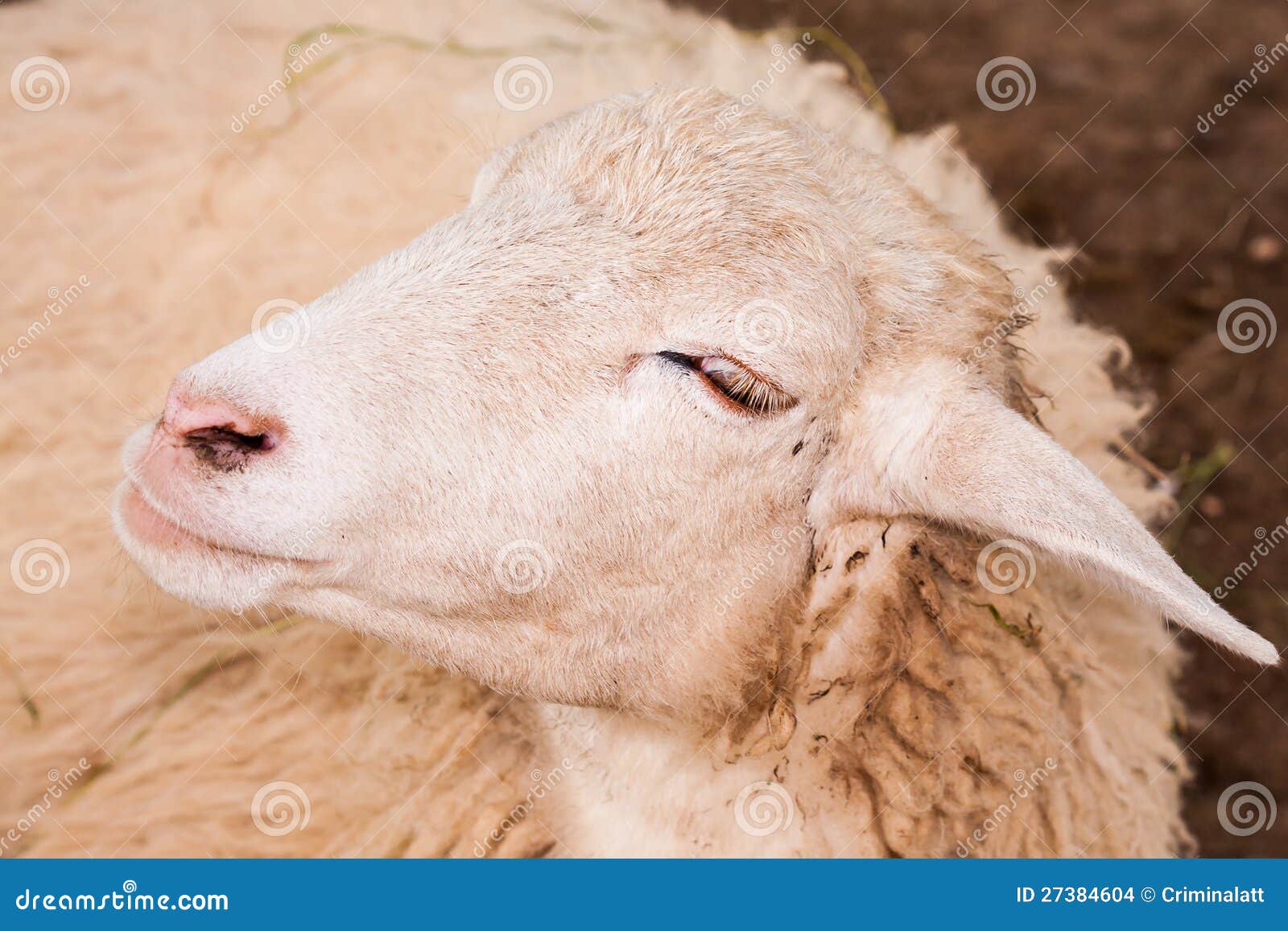 Cara De Las Ovejas De Brown Horizontal Foto de archivo - Imagen de ...